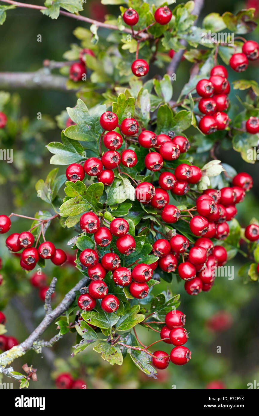 Hawthorn berries. Hurst Meadows, West Molesey, Surrey, England Stock ...
