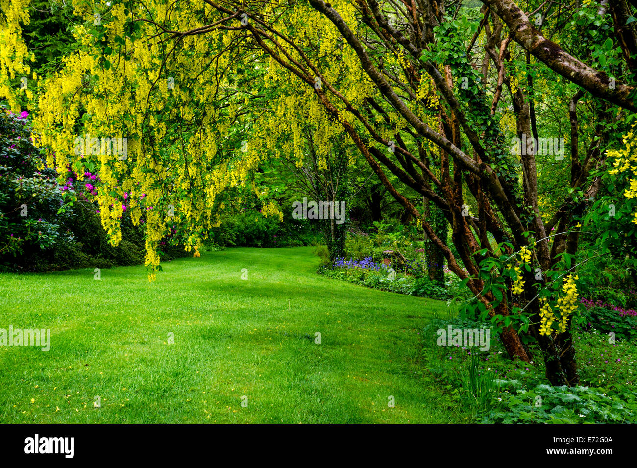 Garden laburnum tree hi-res stock photography and images - Alamy