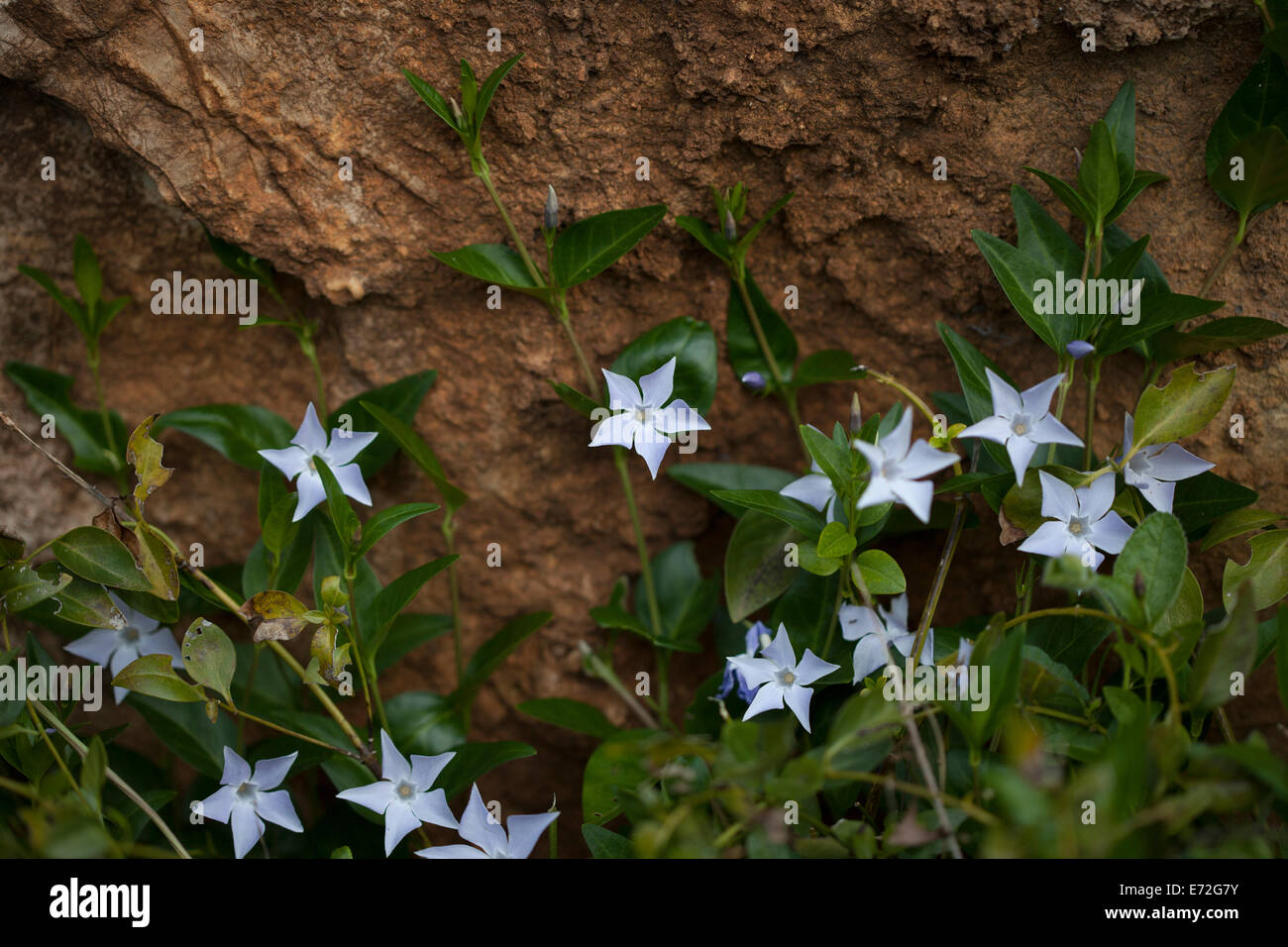 Five star flowers flowers and nature plants hi-res stock photography ...
