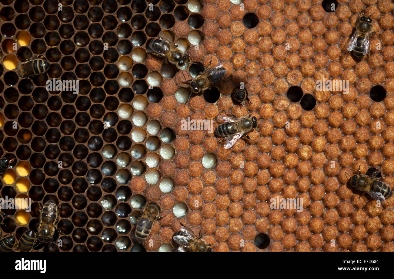Nurse bees take care of bee broods in a beehive of the apiary of ...