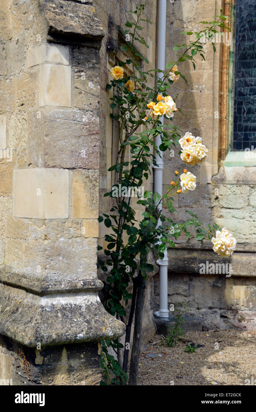Yellow roses growing next to a church wall Stock Photo - Alamy