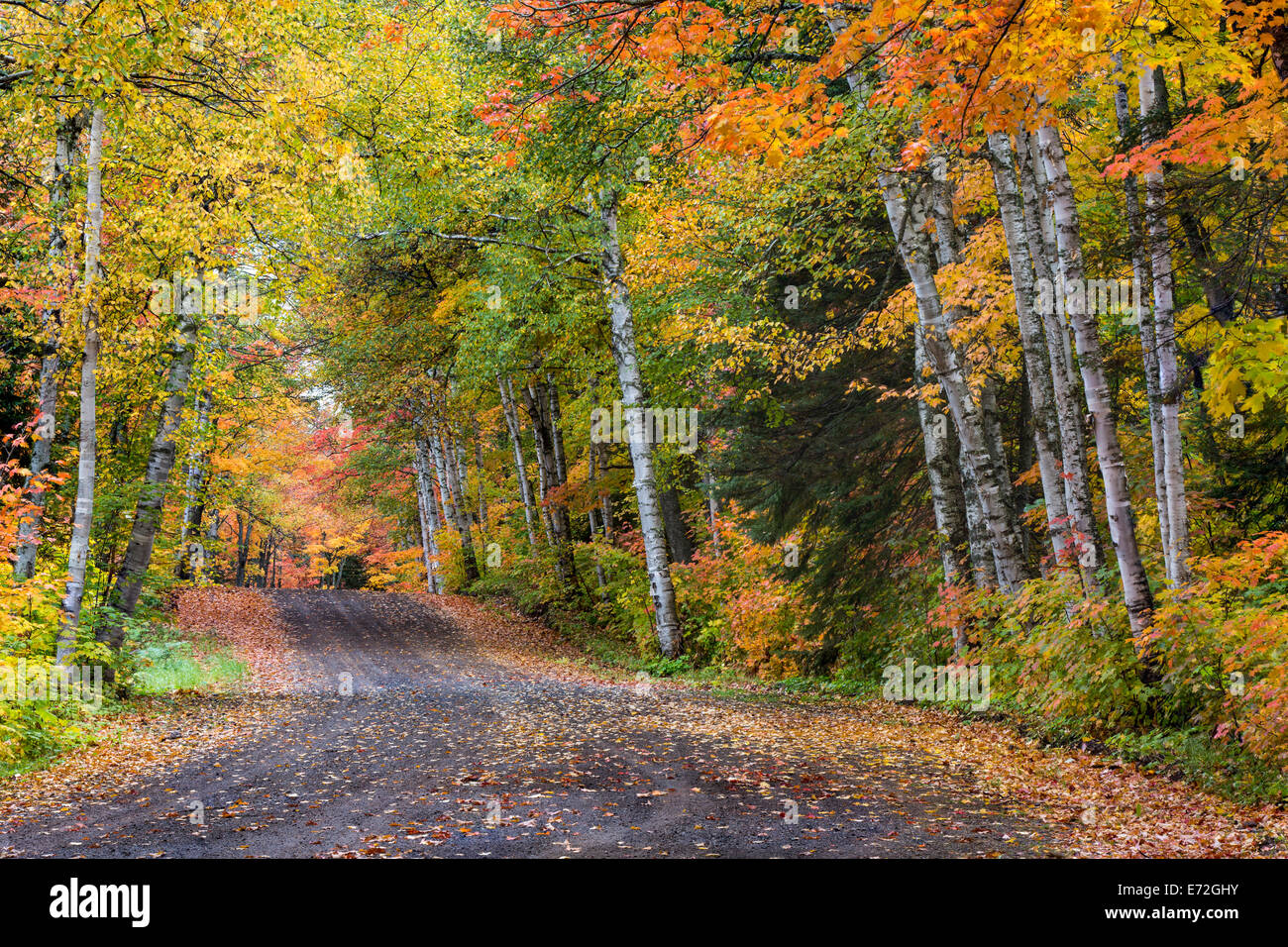 Leaf strewn gravel road with autumn color near Copper Harbor, Michigan ...