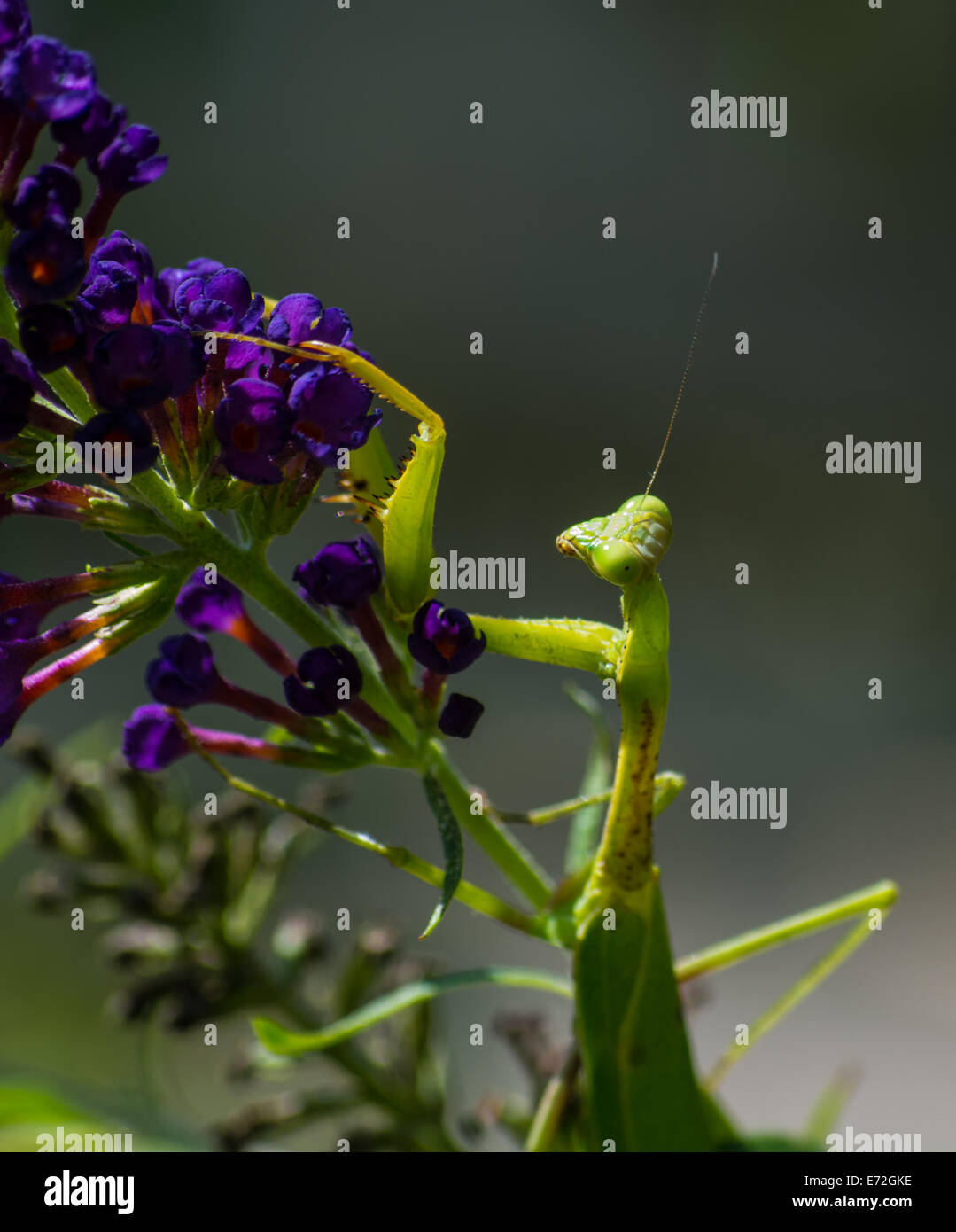 A preying mantis Stock Photo - Alamy