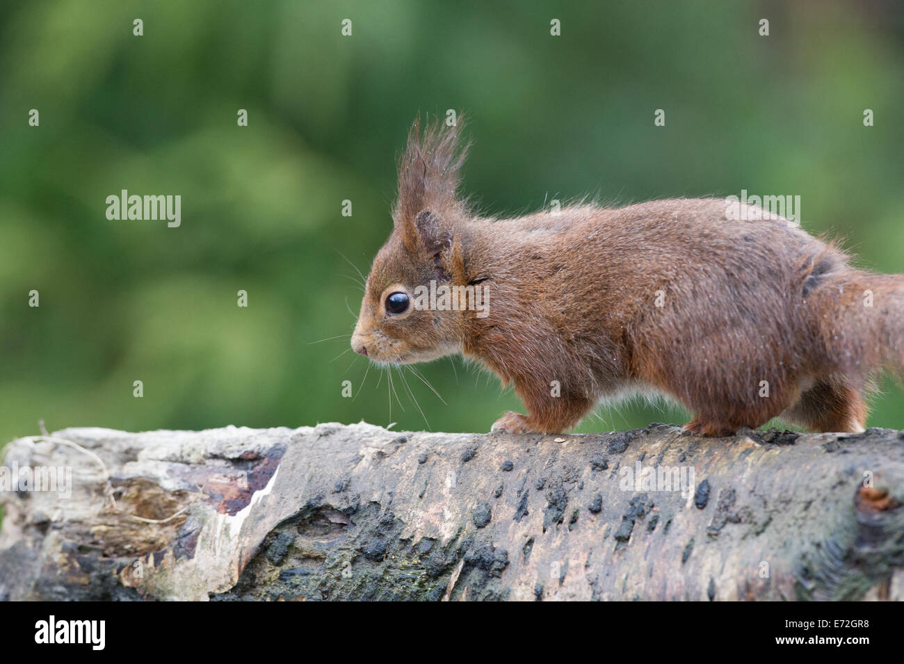 Eurasian red squirrel (Sciurus vulgaris Stock Photo - Alamy
