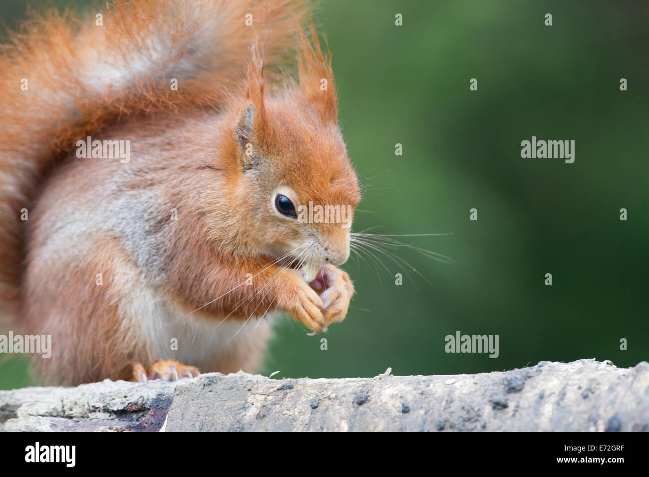 Eurasian red squirrel (Sciurus vulgaris Stock Photo - Alamy