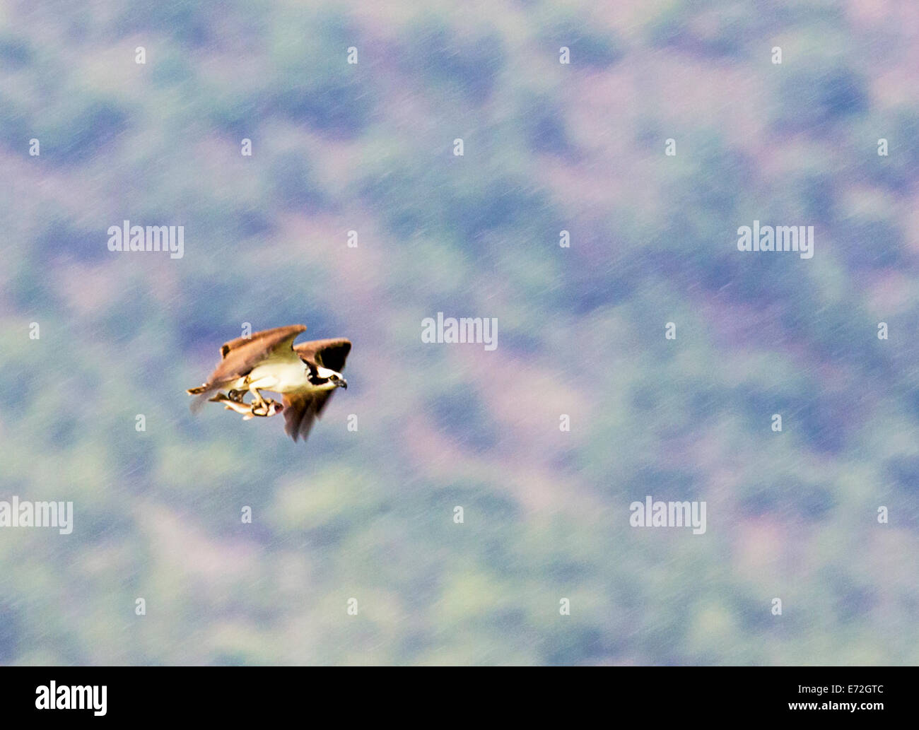 Osprey in flight carrying fresh caught fish, Pandion haliaetus, sea ...