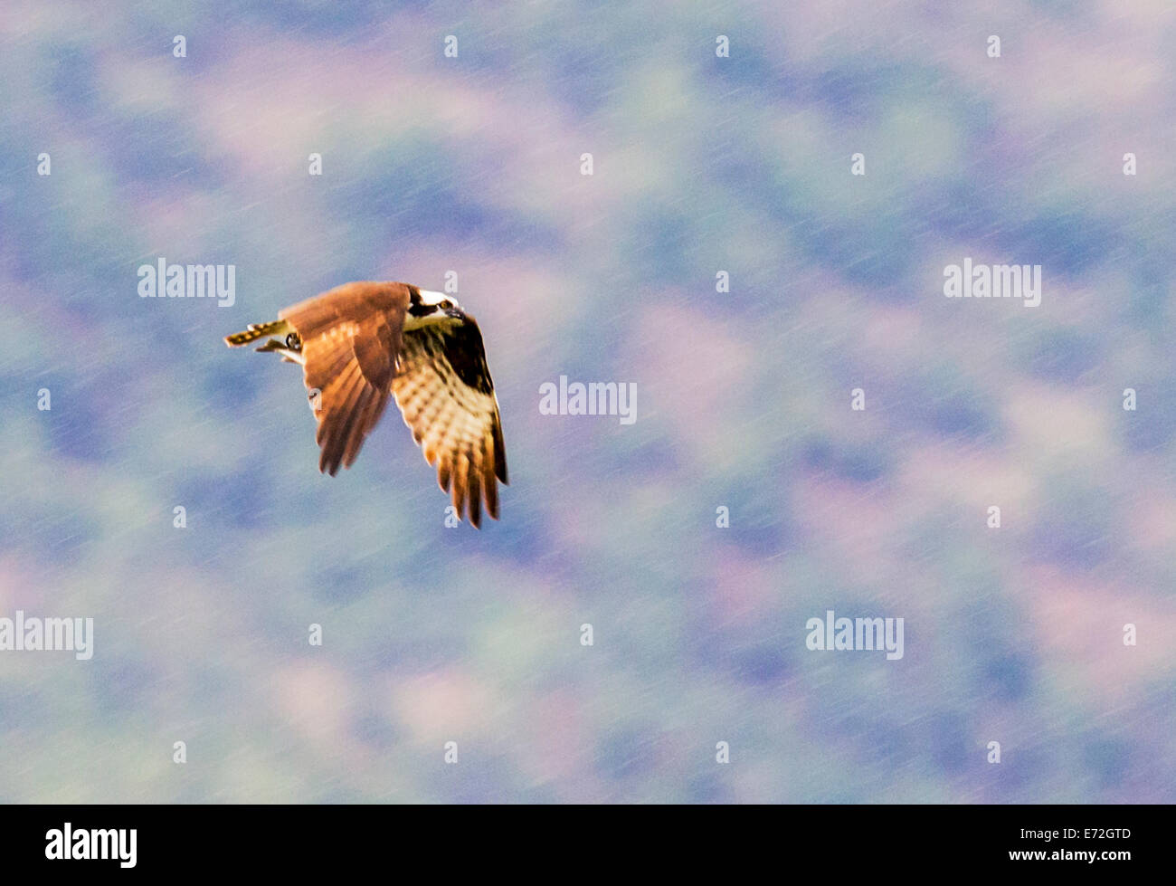 Eagle Carrying Large Fish High Resolution Stock Photography and Images ...