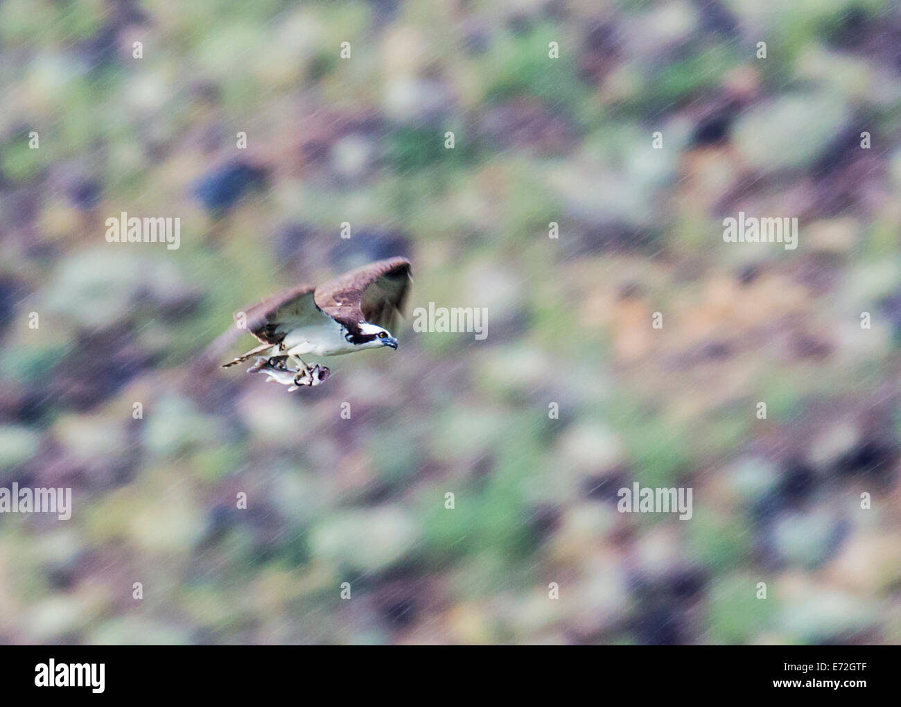 Eagle Carrying Large Fish High Resolution Stock Photography and Images ...