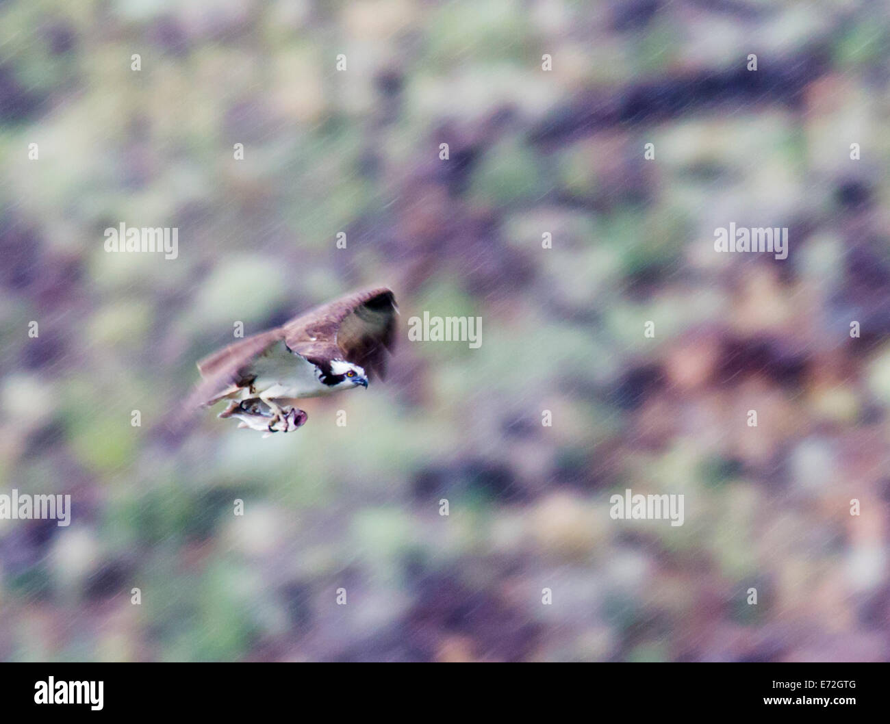 Eagle Carrying Large Fish High Resolution Stock Photography and Images ...
