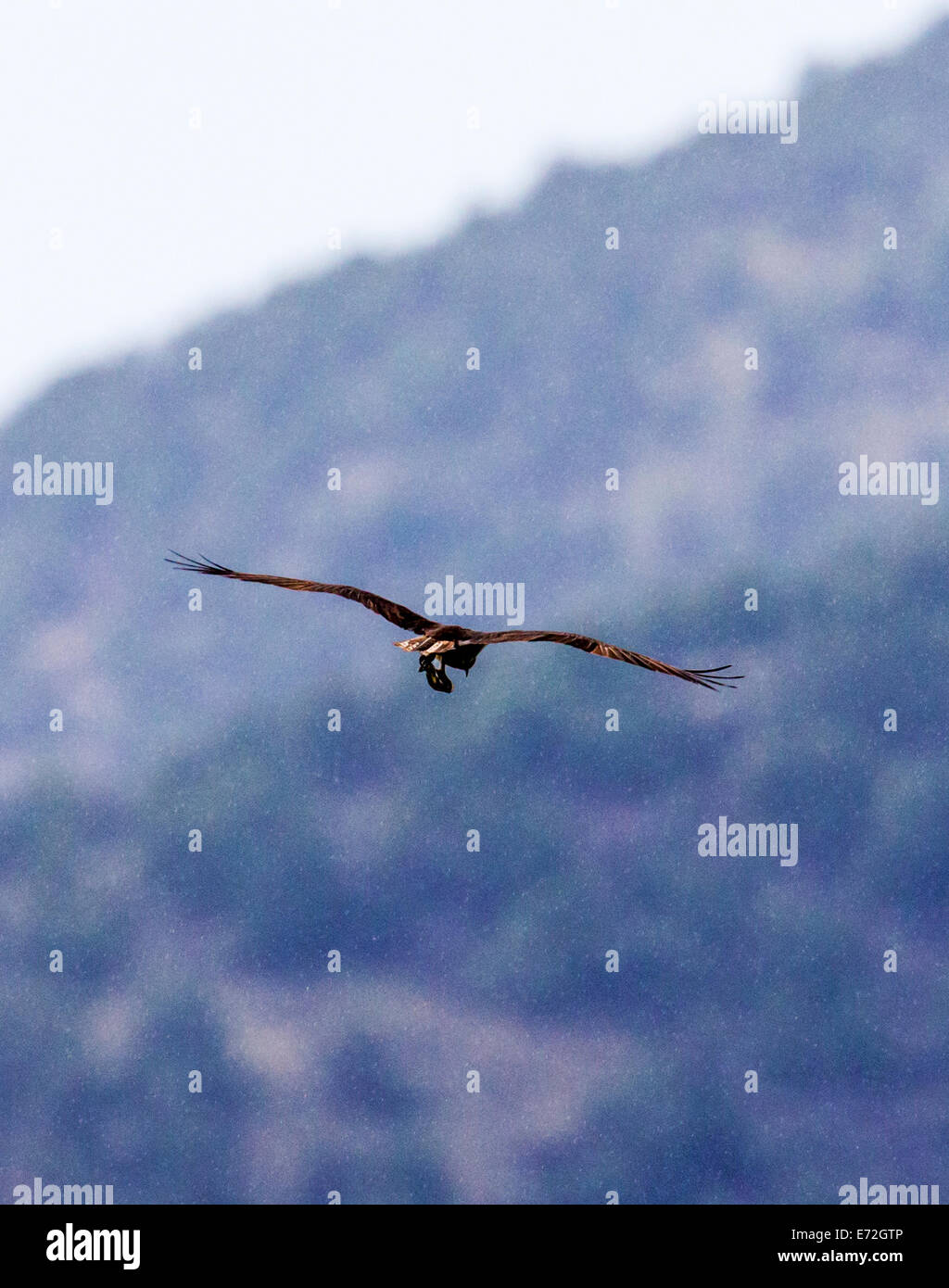 Eagle carrying large fish hi-res stock photography and images - Alamy