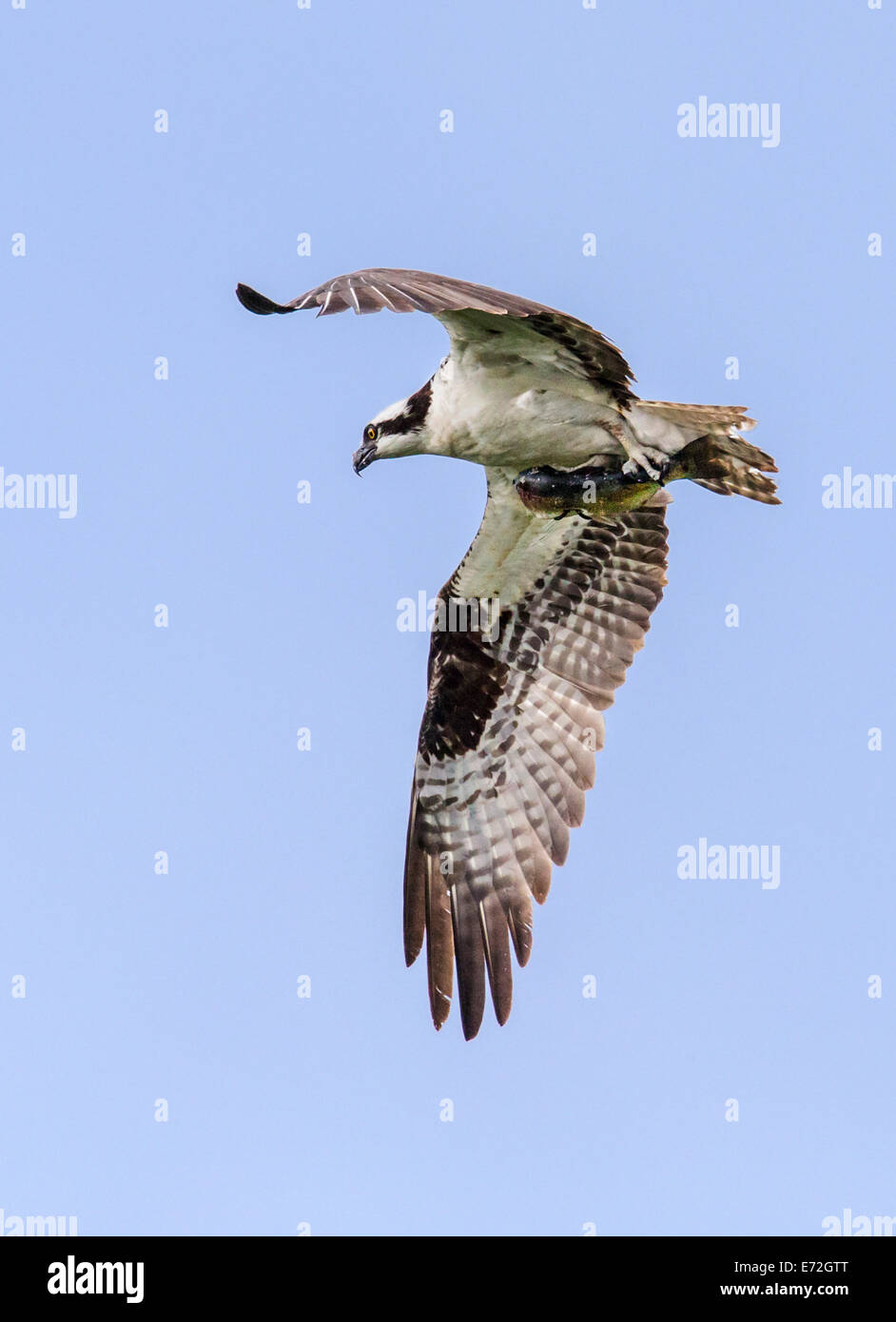 Osprey in flight carrying fresh caught fish, Pandion haliaetus, sea ...