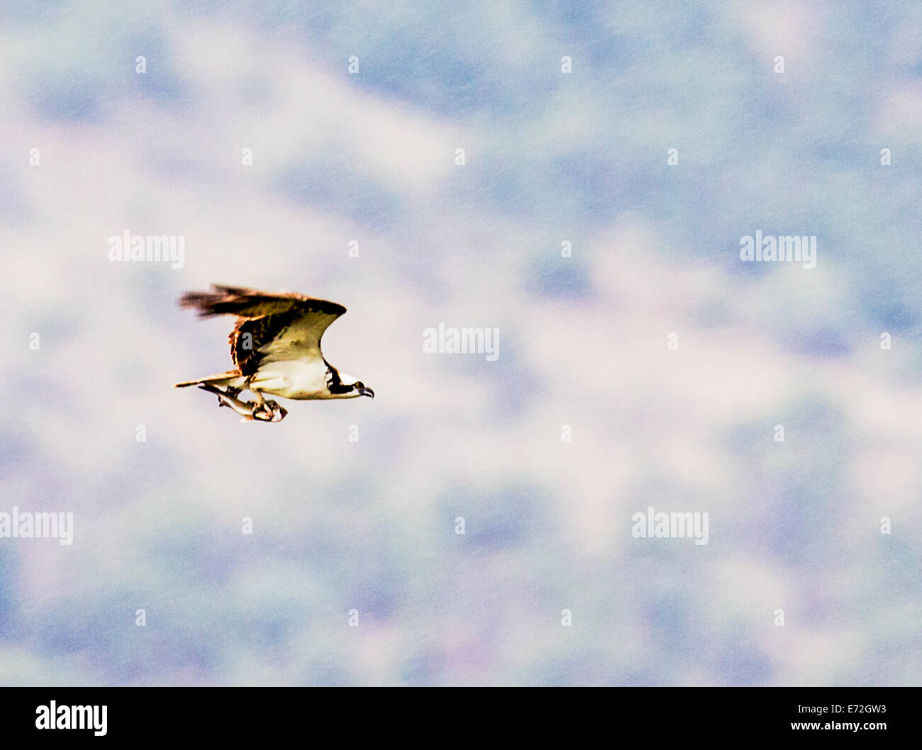 Eagle Carrying Large Fish High Resolution Stock Photography and Images ...