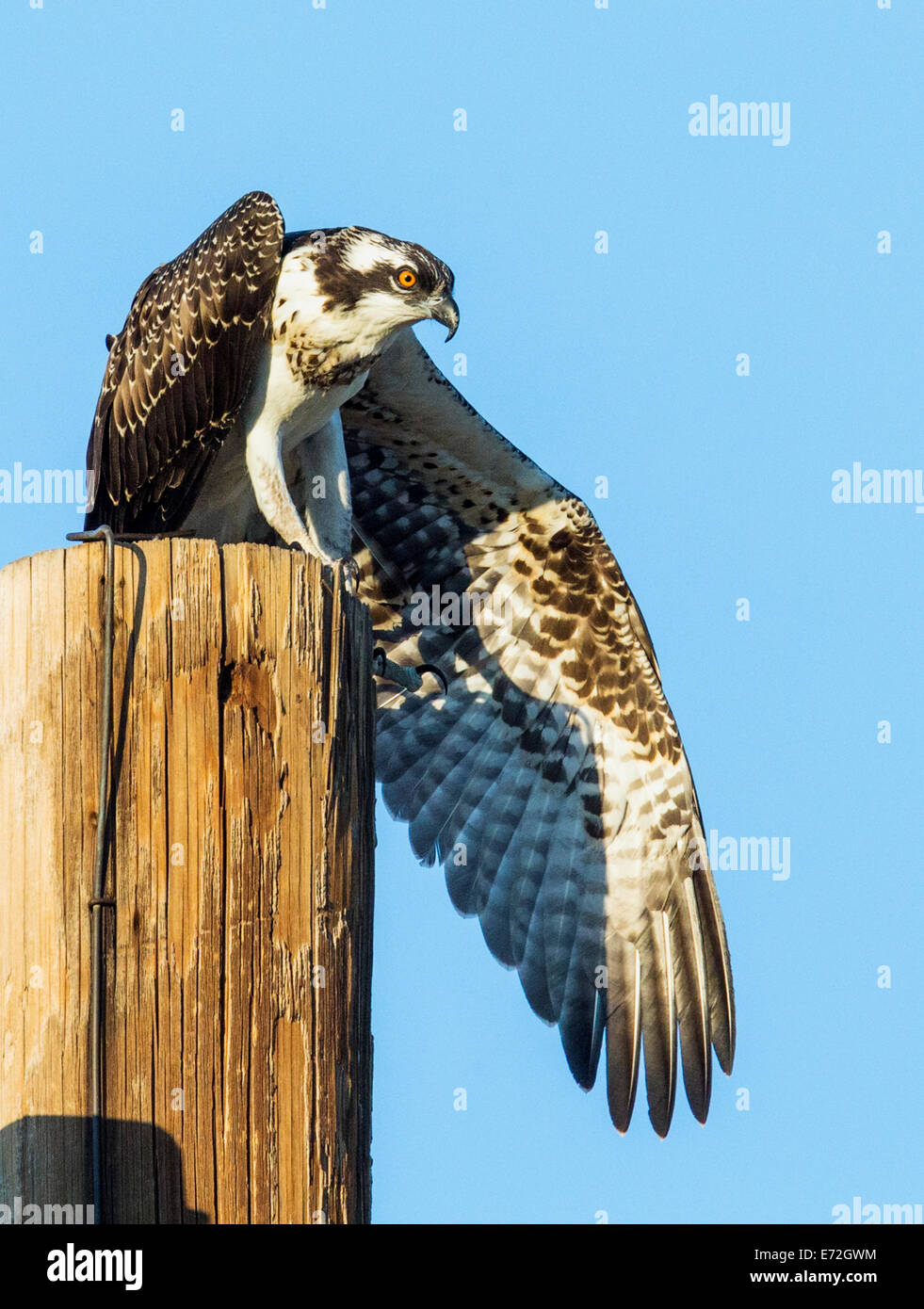 Exercise eagle talon hi-res stock photography and images - Alamy