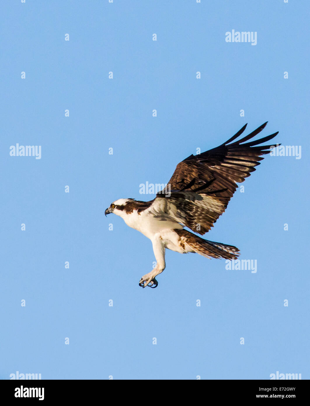 Young Osprey chick in flight, Pandion haliaetus, sea hawk, fish eagle ...