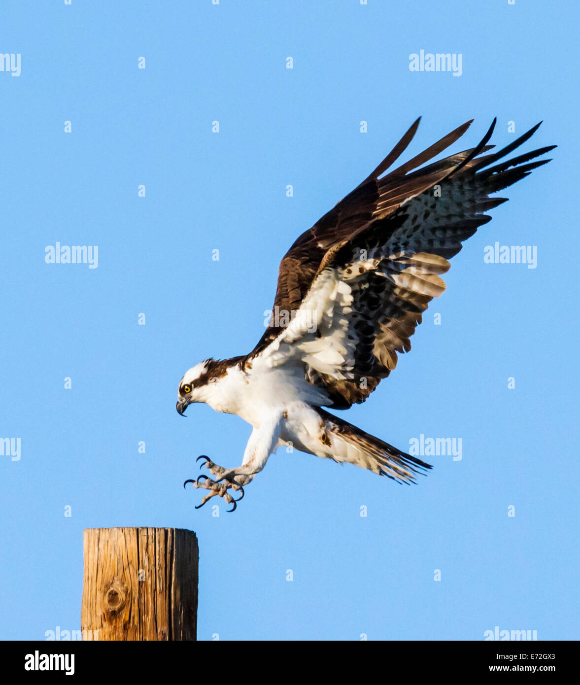 Young Osprey chick in flight, Pandion haliaetus, sea hawk, fish eagle ...