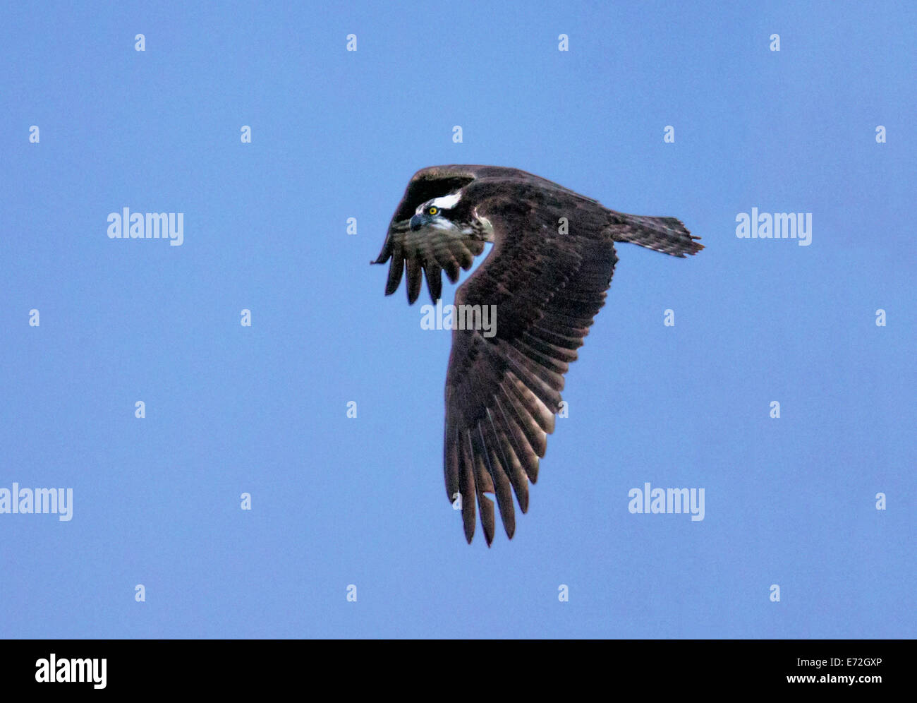 Osprey in flight, Pandion haliaetus, sea hawk, fish eagle, river hawk ...