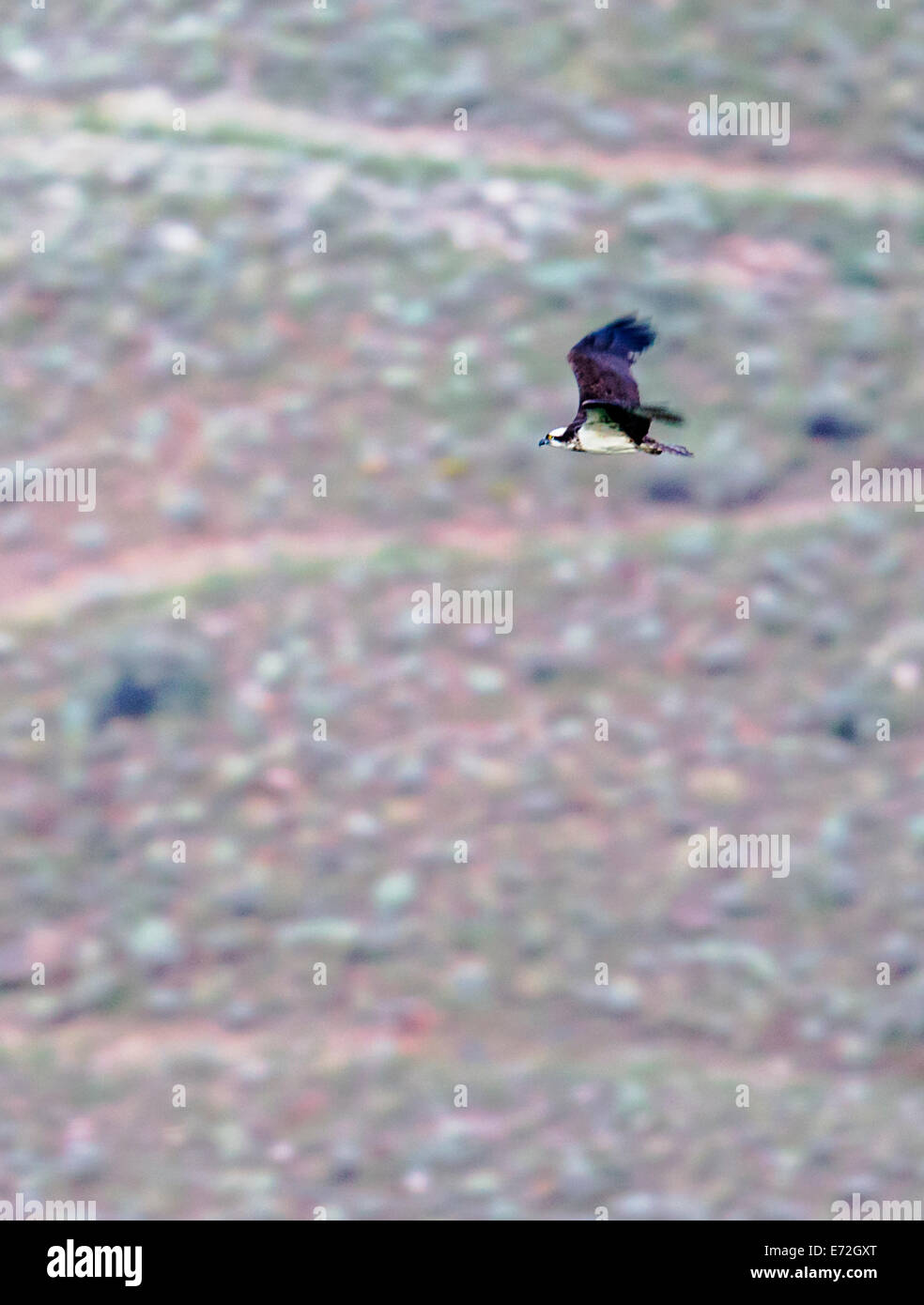 Osprey in flight, Pandion haliaetus, sea hawk, fish eagle, river hawk ...