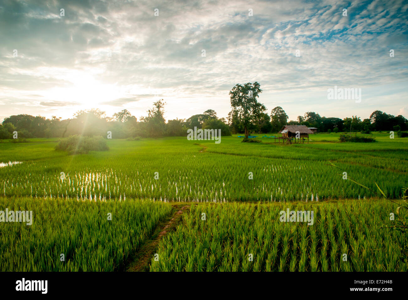 Rice field with water in the sunshine under a blue sky. Laos Stock ...