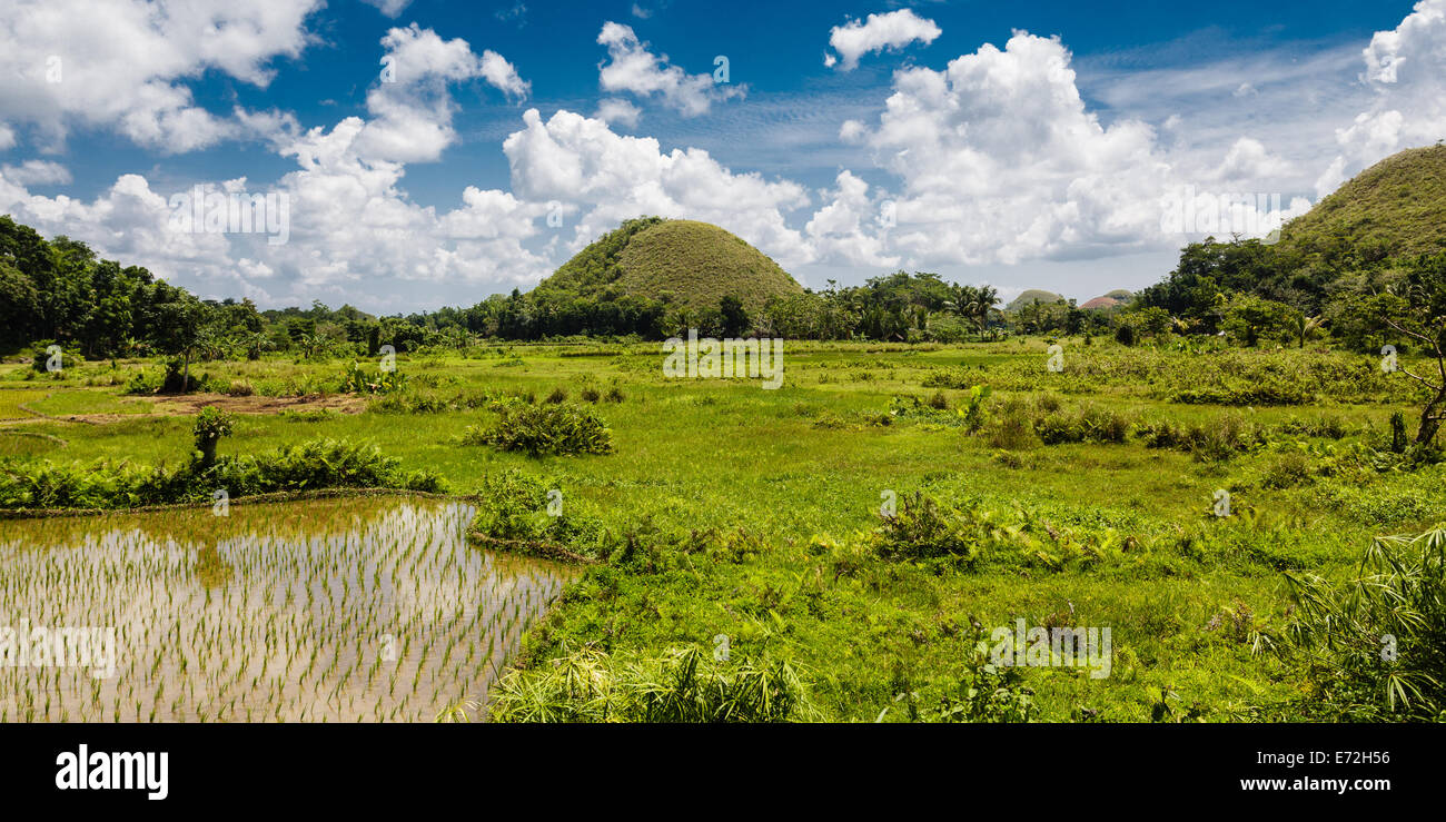 Jungle rice hi-res stock photography and images - Alamy