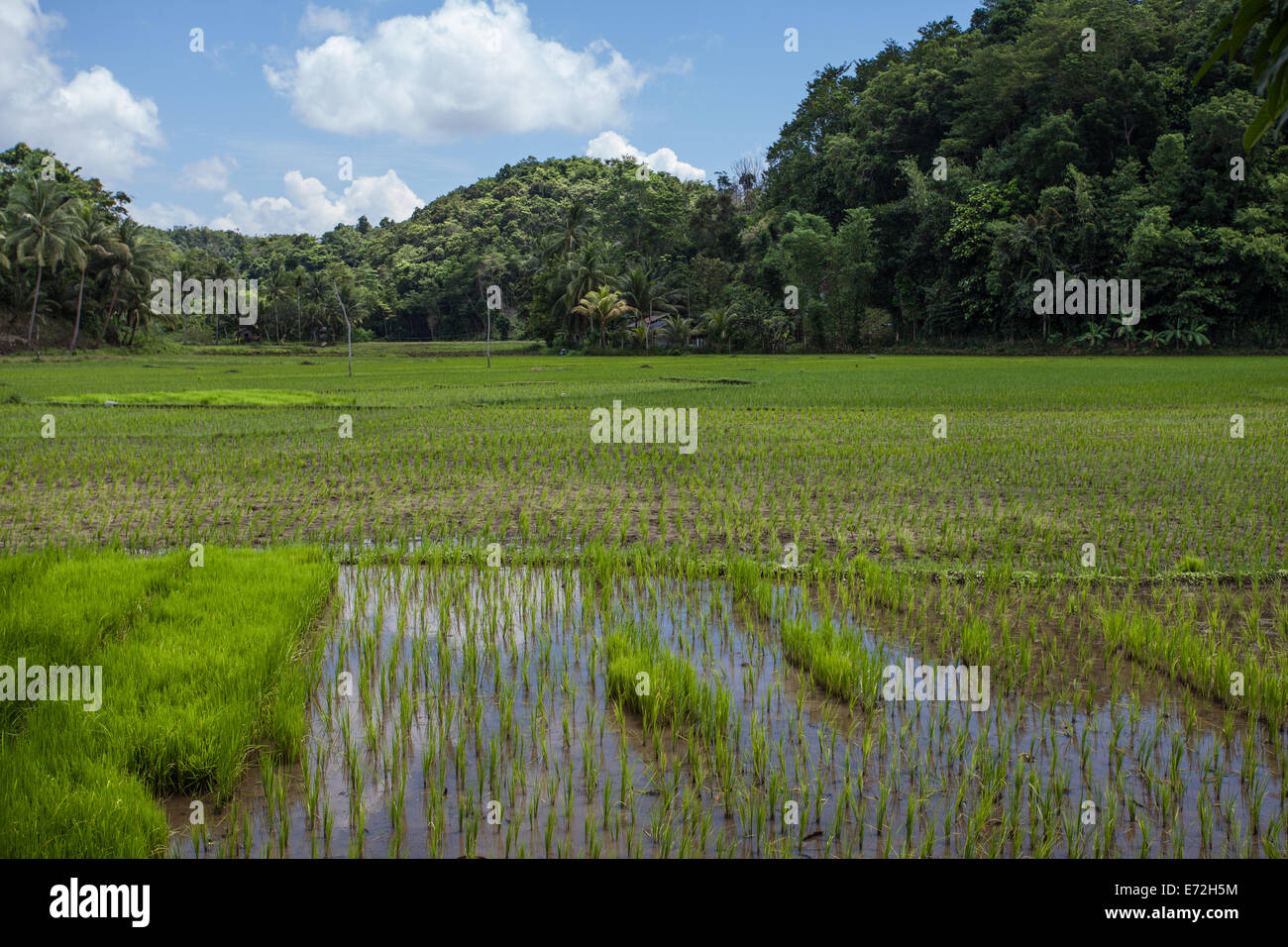 Jungle rice hi-res stock photography and images - Alamy