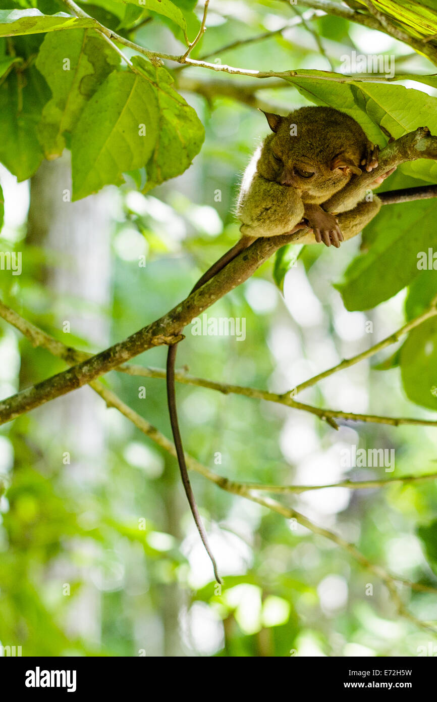 Tarsier Primate World's smallest Bohol Philippines Green leaves jungle ...