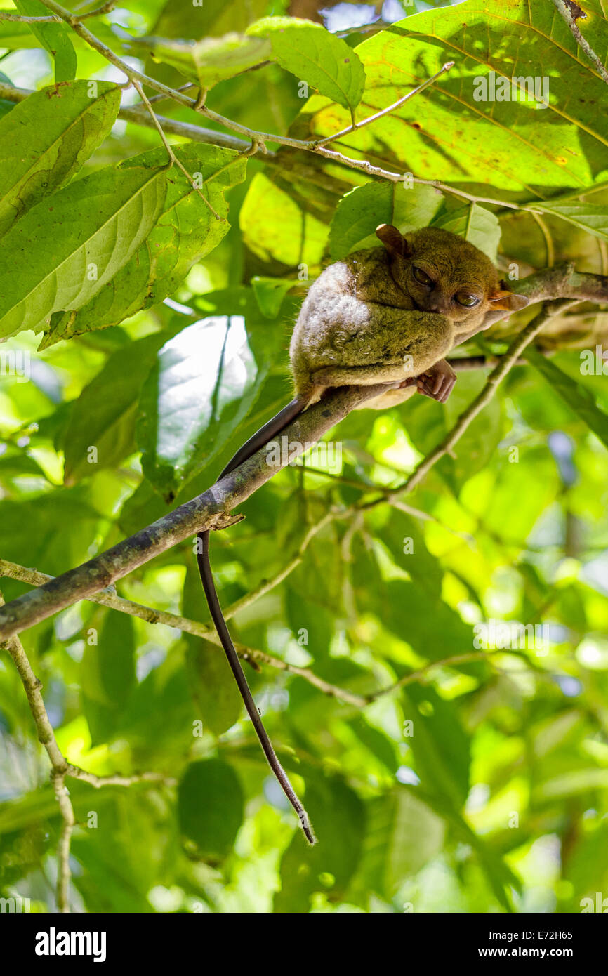 Tarsier Primate World's smallest Bohol Philippines Green leaves jungle ...