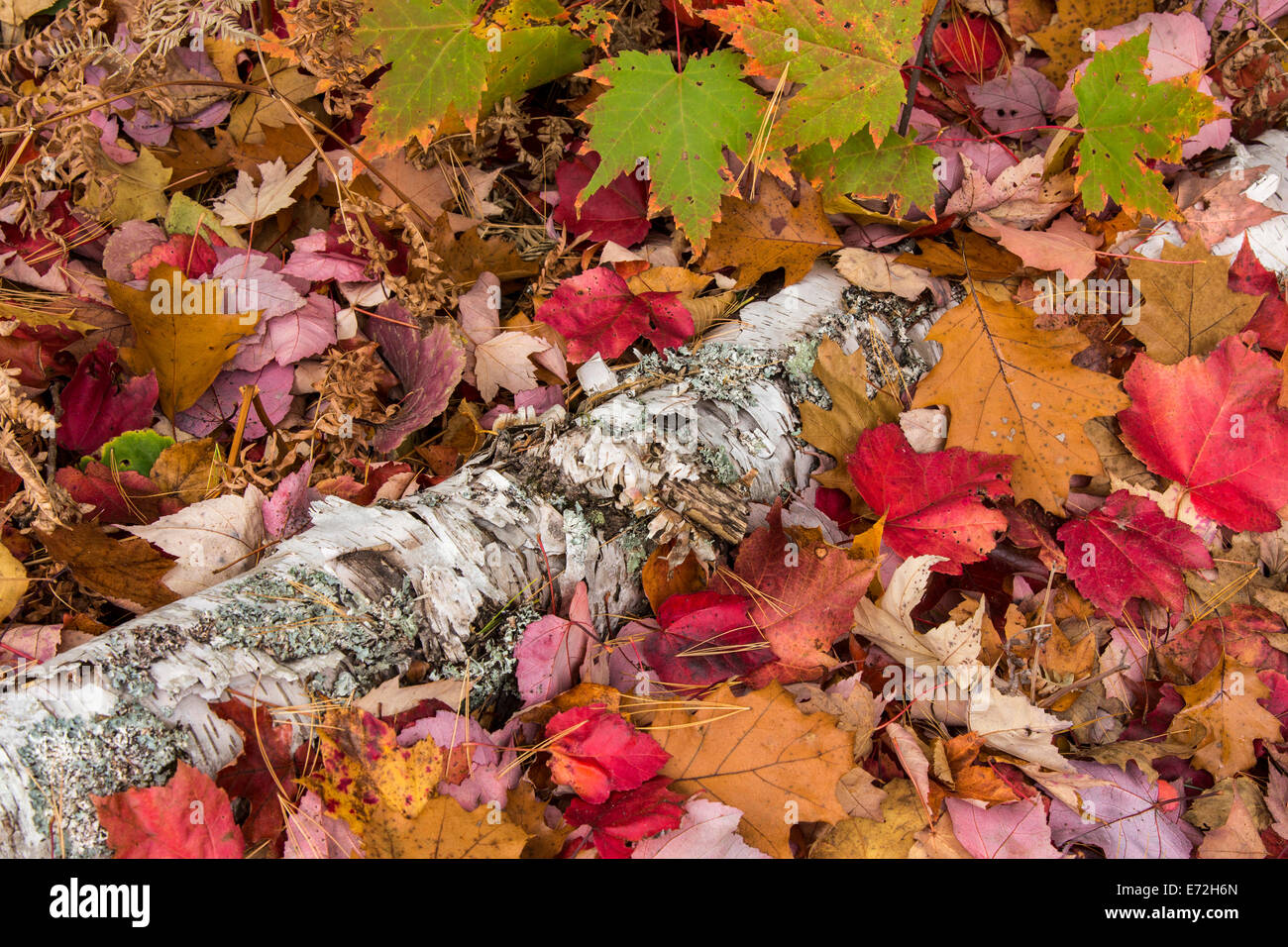 Copper birch hi-res stock photography and images - Alamy