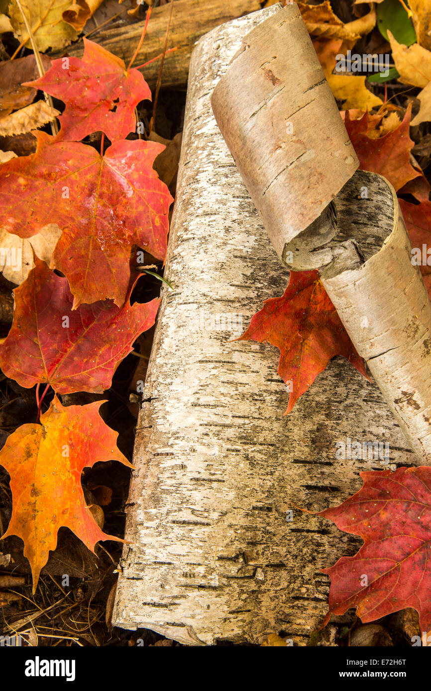 Copper birch hi-res stock photography and images - Alamy