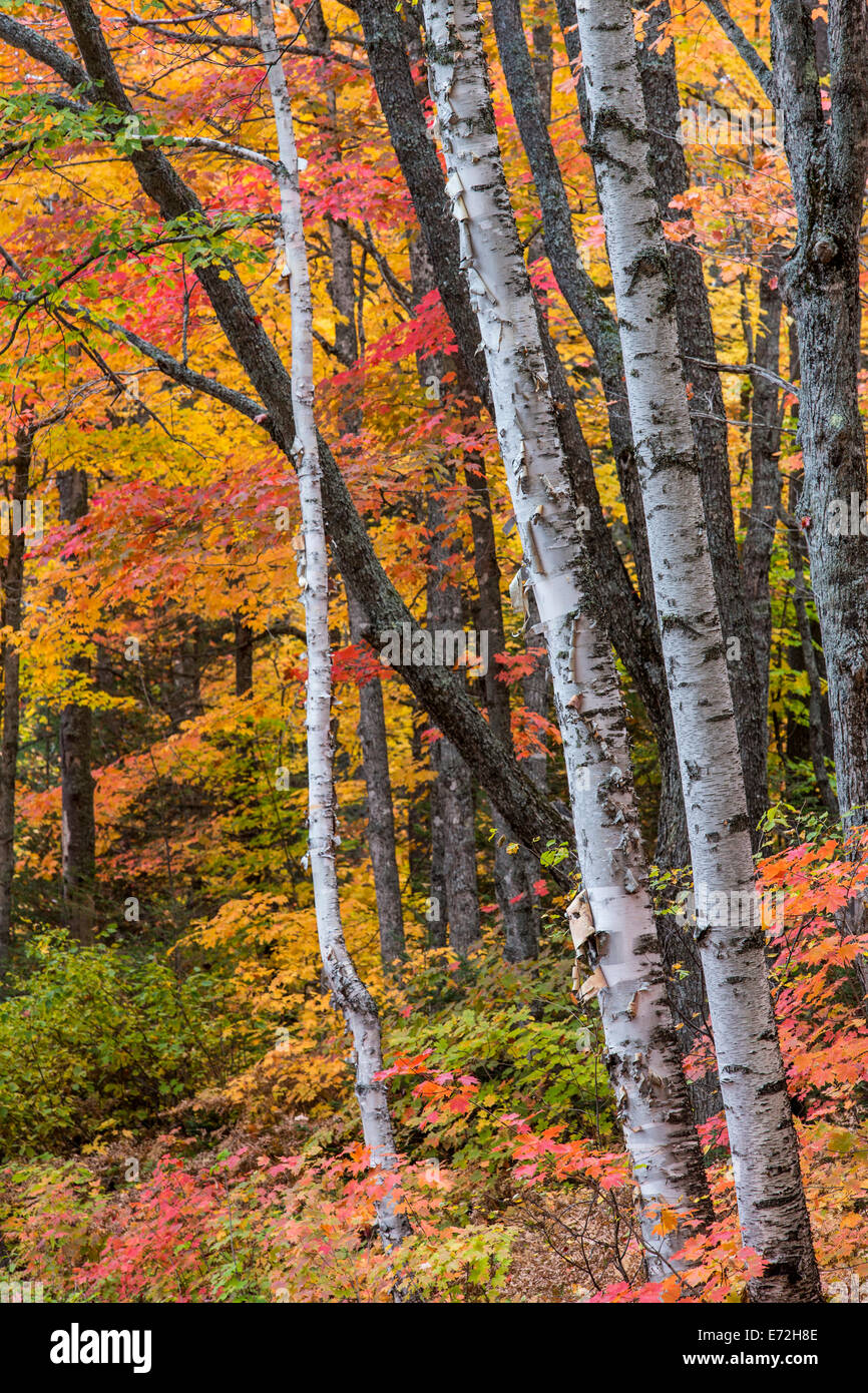 Autumn color in the forest near Copper Harbor, Michigan, USA Stock ...