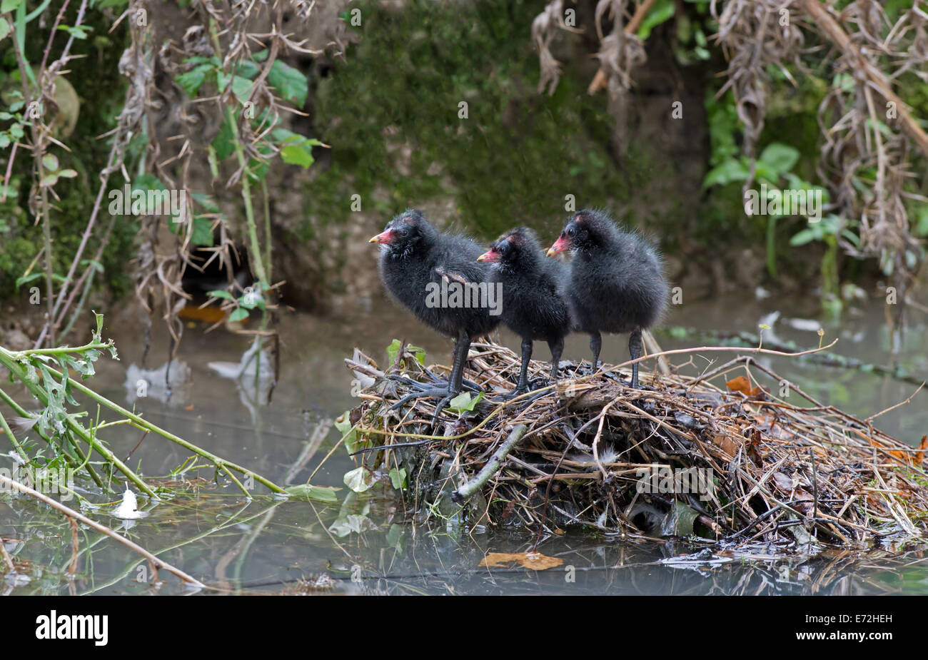 Three Juvenile (Chicks) Moorhens-Gallinula chloropus, on nest. Summer ...