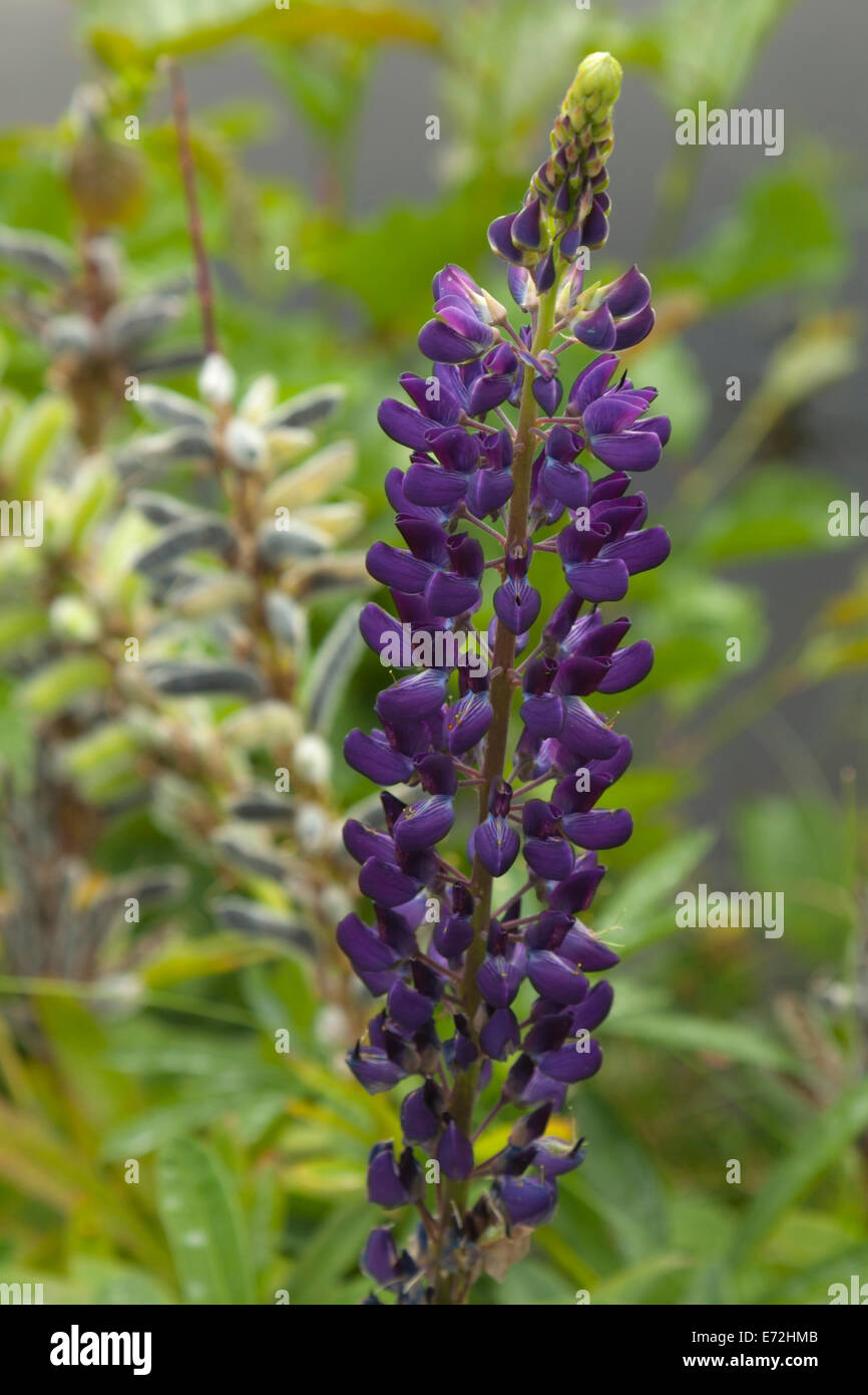 Lupin like plant hi-res stock photography and images - Alamy