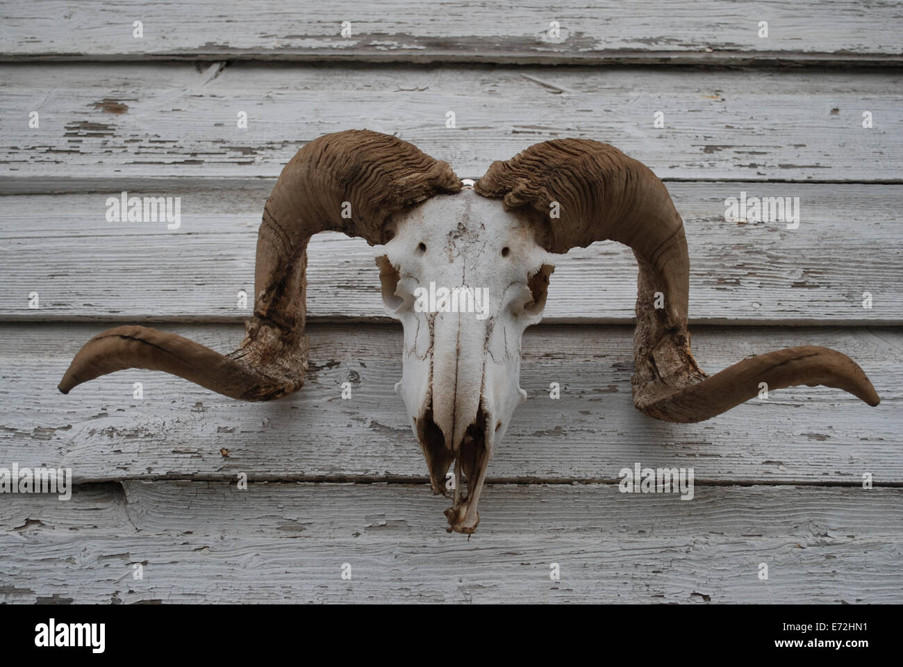 Rams Head, Skeleton, Rustic wood barn Stock Photo - Alamy