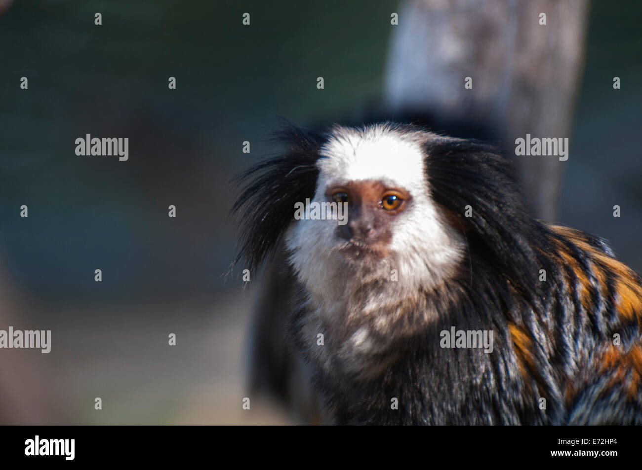 furry monkey hanging from the trees of the forest Stock Photo - Alamy