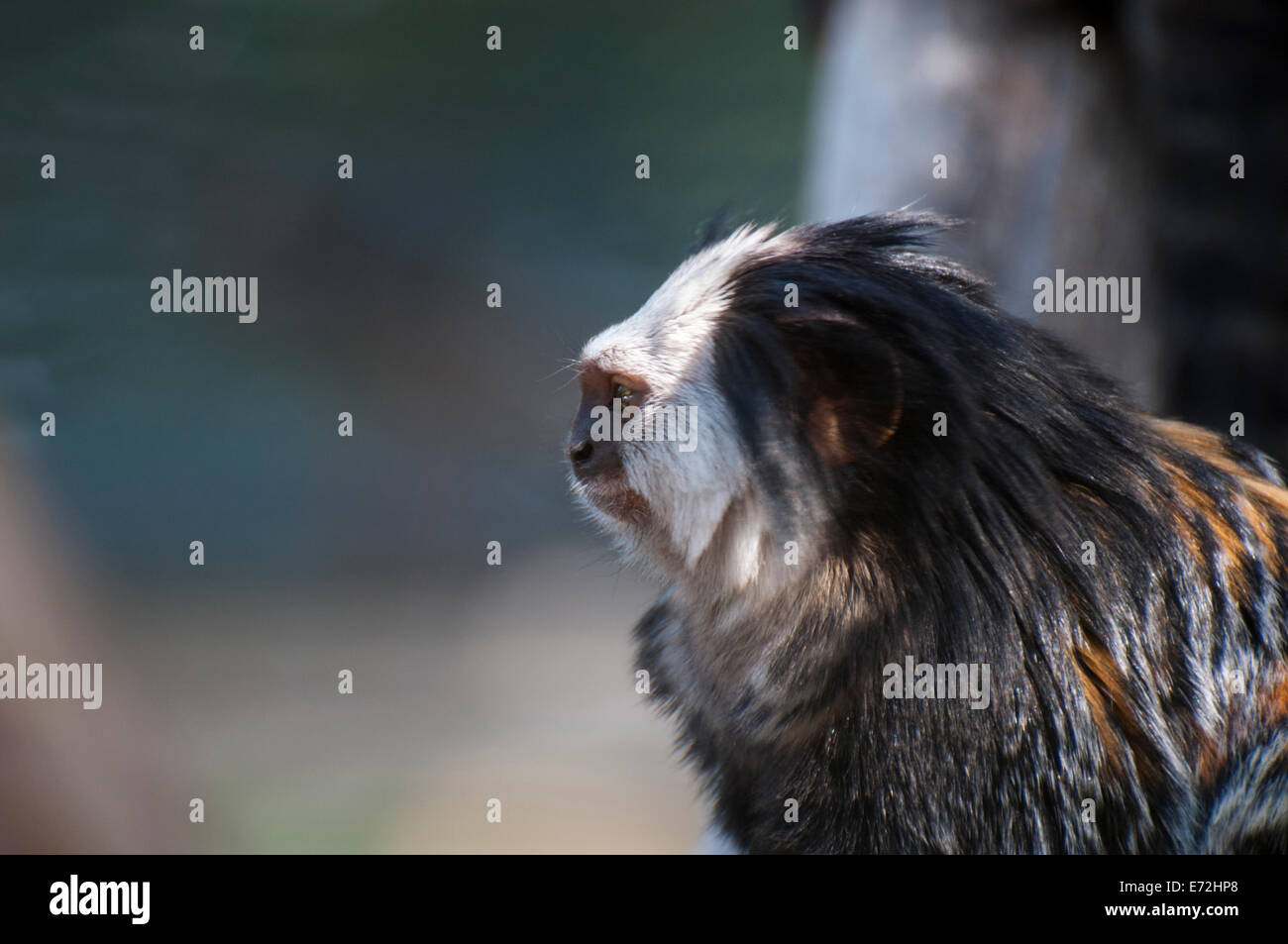 furry monkey hanging from the trees of the forest Stock Photo - Alamy