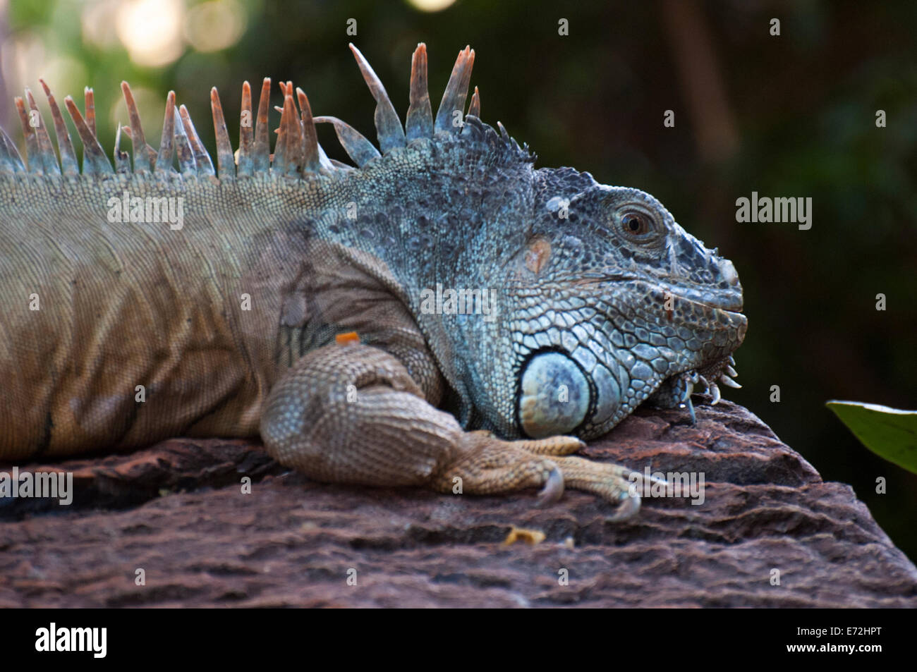 large iguana with spikes all over his body Stock Photo - Alamy