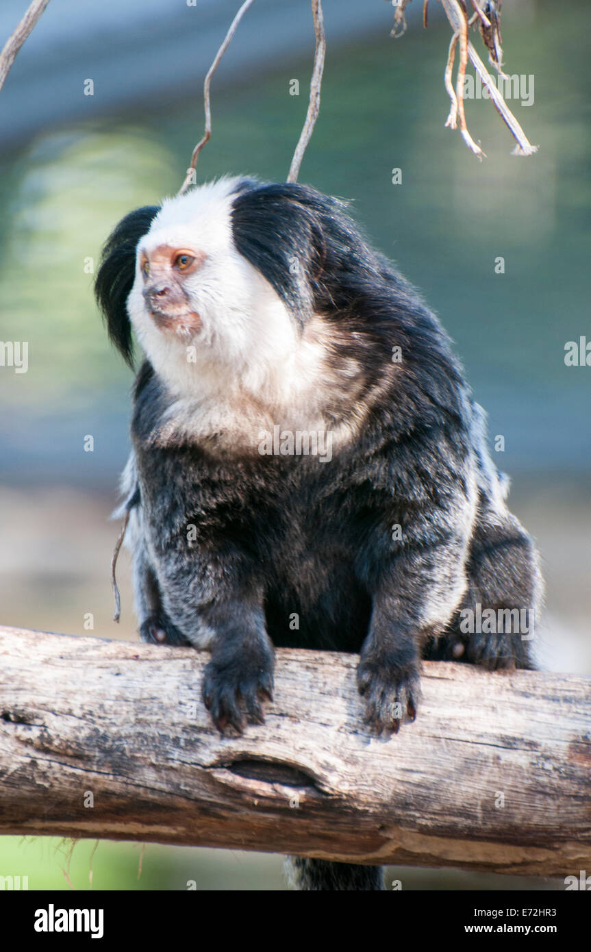 furry monkey hanging from the trees of the forest Stock Photo - Alamy