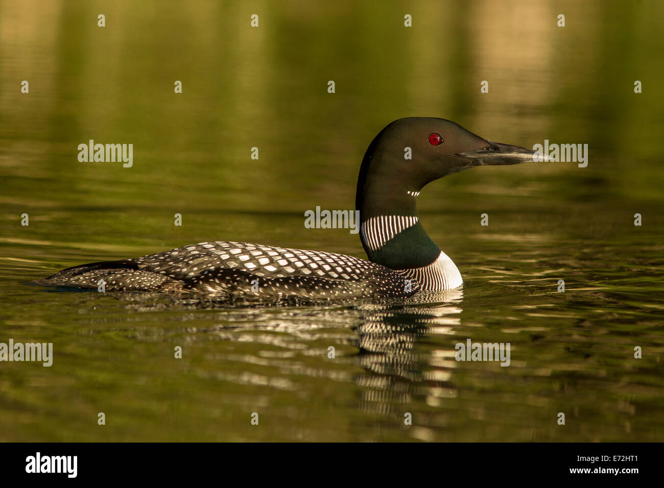 Common loon male on beaver hi-res stock photography and images - Alamy