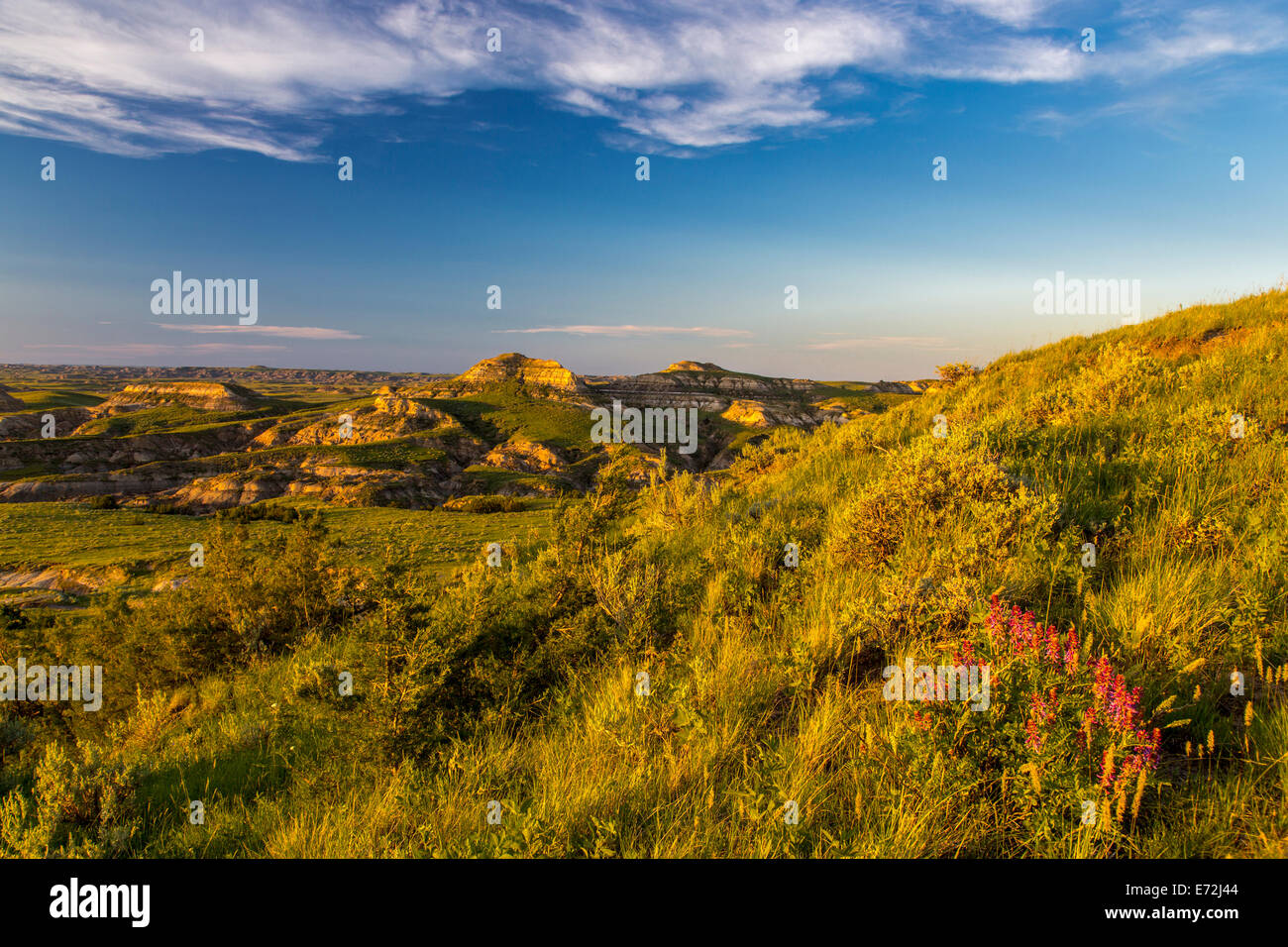 American vetch wildflowers and badland formations in short grass ...