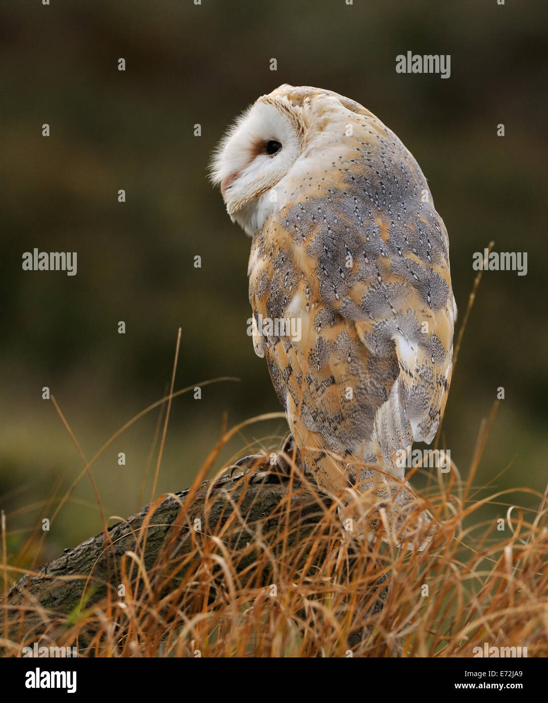 Barn Owl photographed n the middle of autumn colored vegetation at a ...