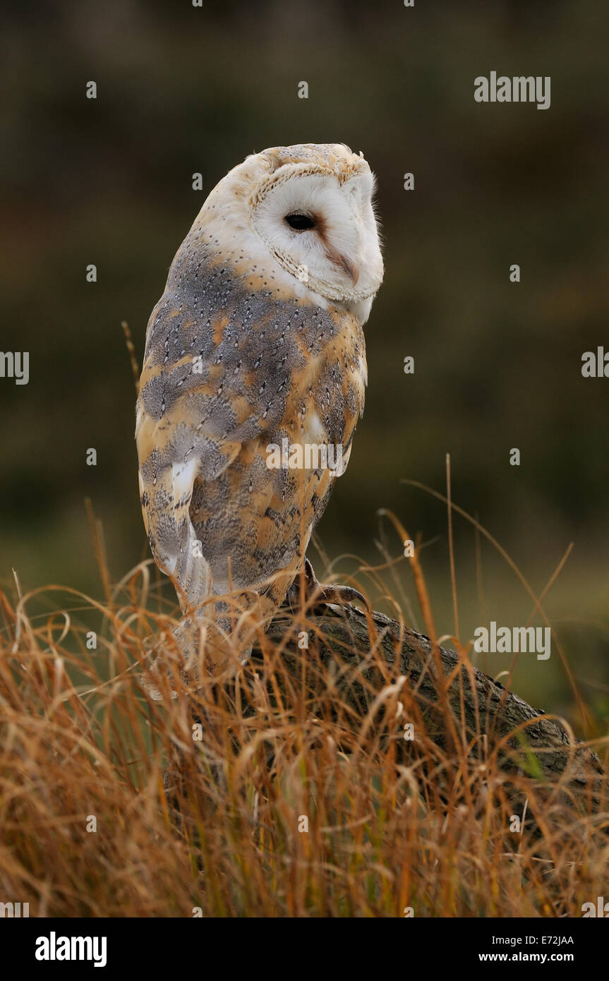 Barn Owl photographed n the middle of autumn colored vegetation at a ...