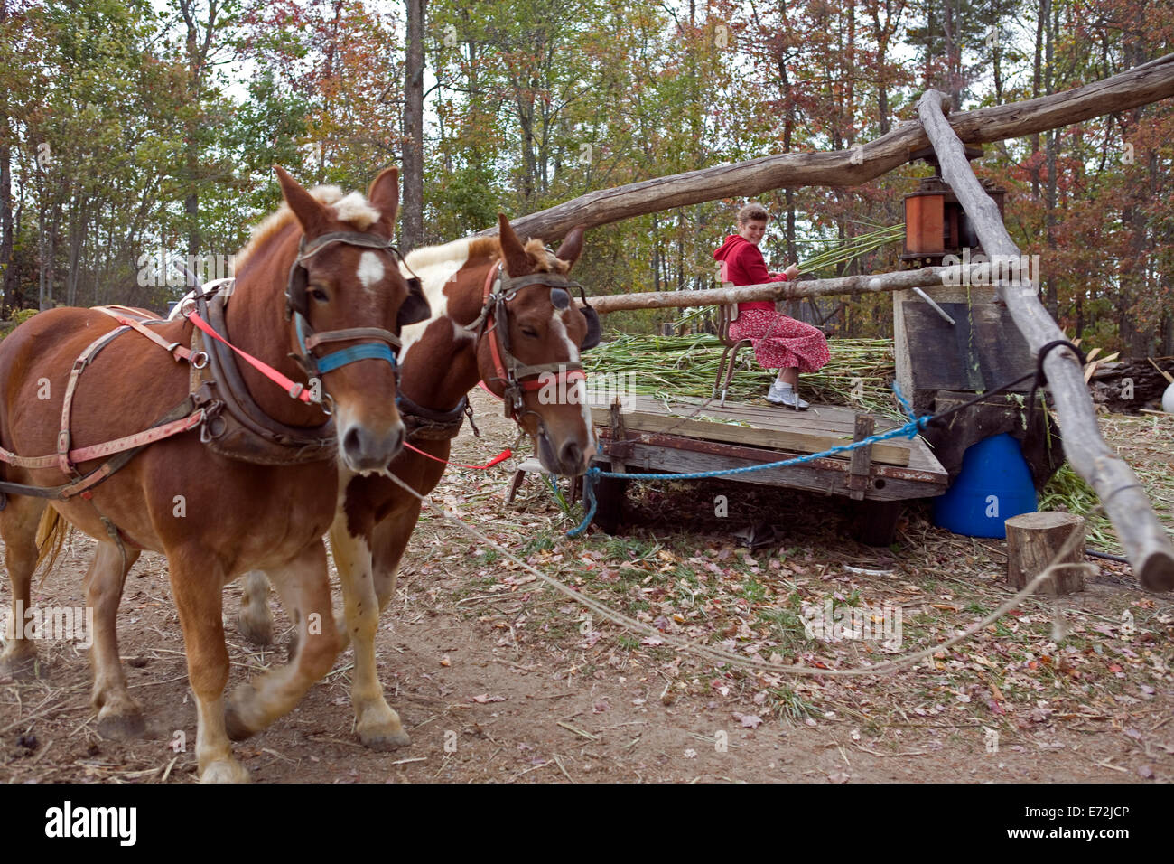 USA - Tennessee - Muddy Pond - Teenager feeding sorghum to a horse ...