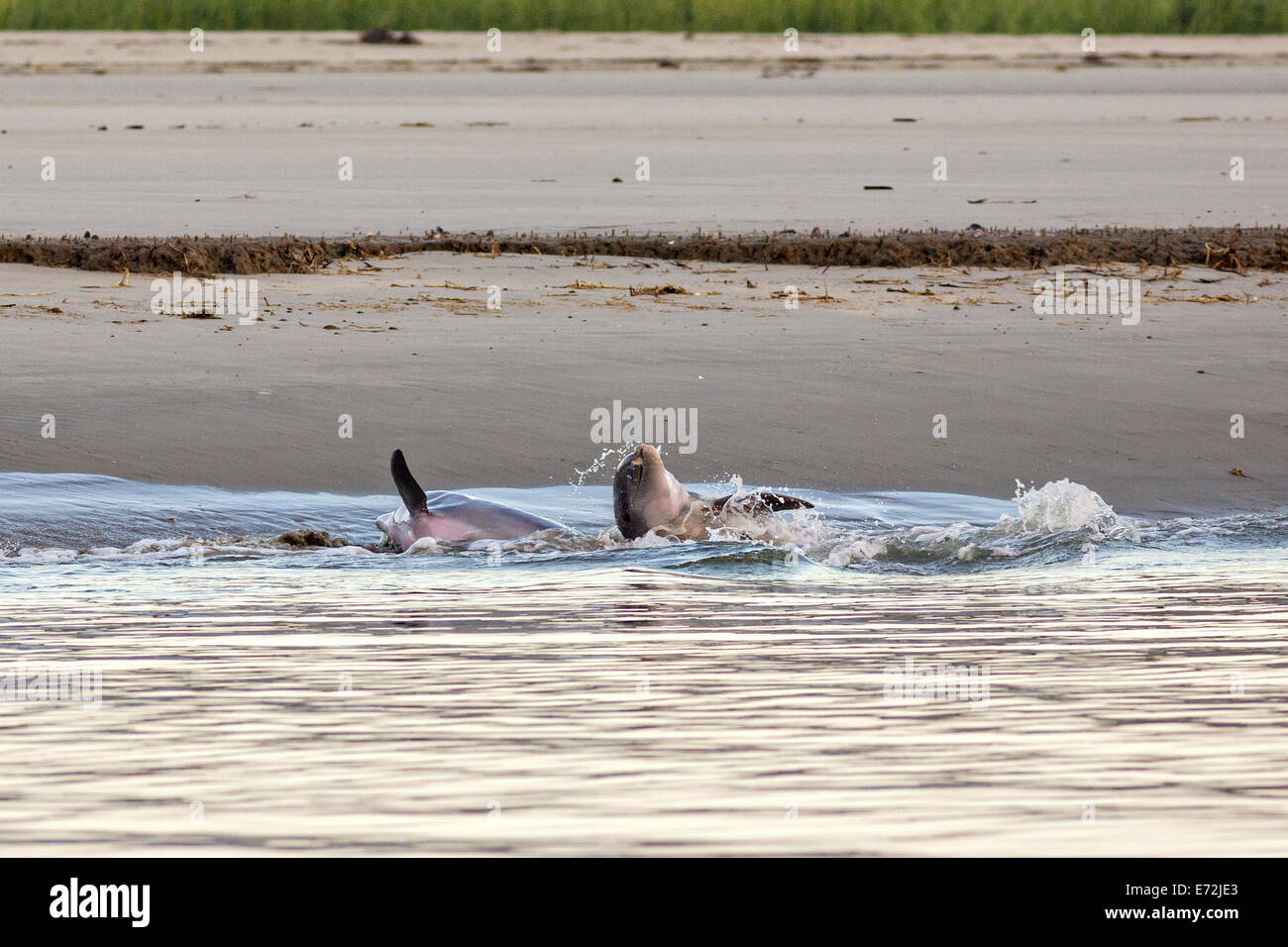 Strand feeding dolphin hi-res stock photography and images - Alamy