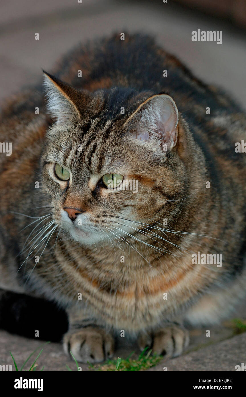 Adult tabby cat hi-res stock photography and images - Alamy