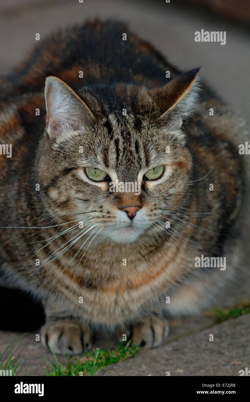 A Female Tabby Cat Stock Photo - Alamy