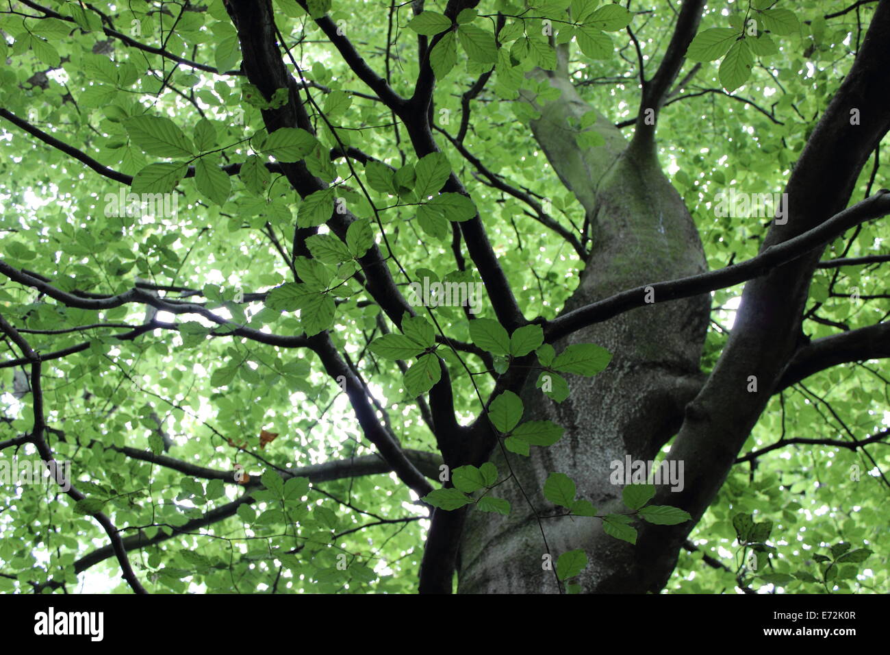 Underneath a tree Stock Photo - Alamy