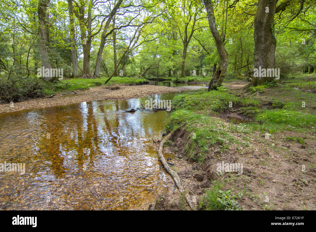 Stream with ripples with green trees and grass and pebbles with ...