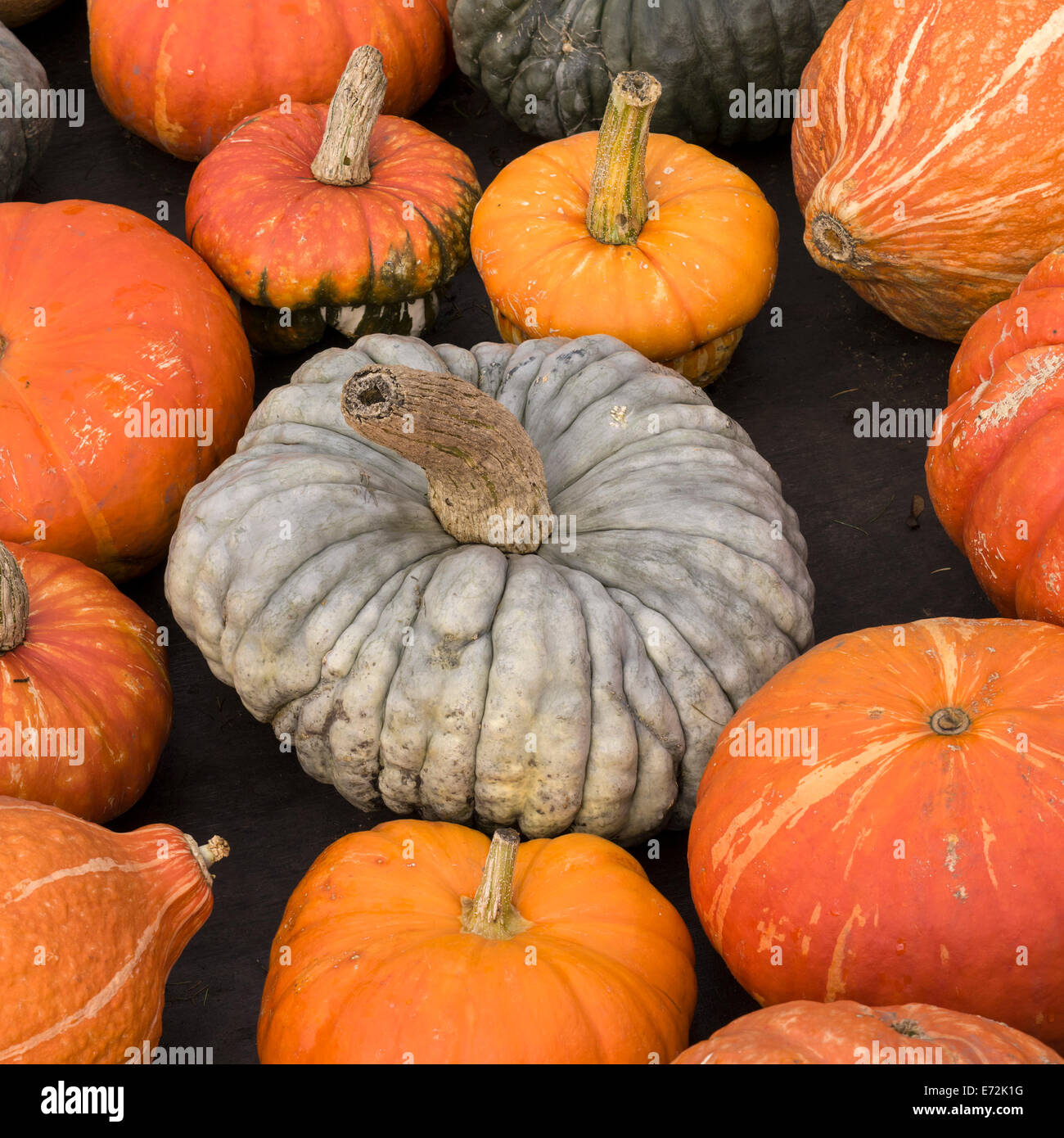 Collection of Autumn pumpkins Stock Photo - Alamy