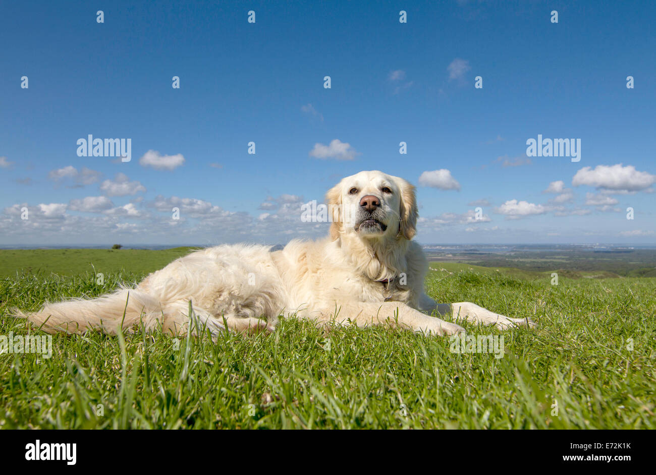Labrador in field hi-res stock photography and images - Alamy