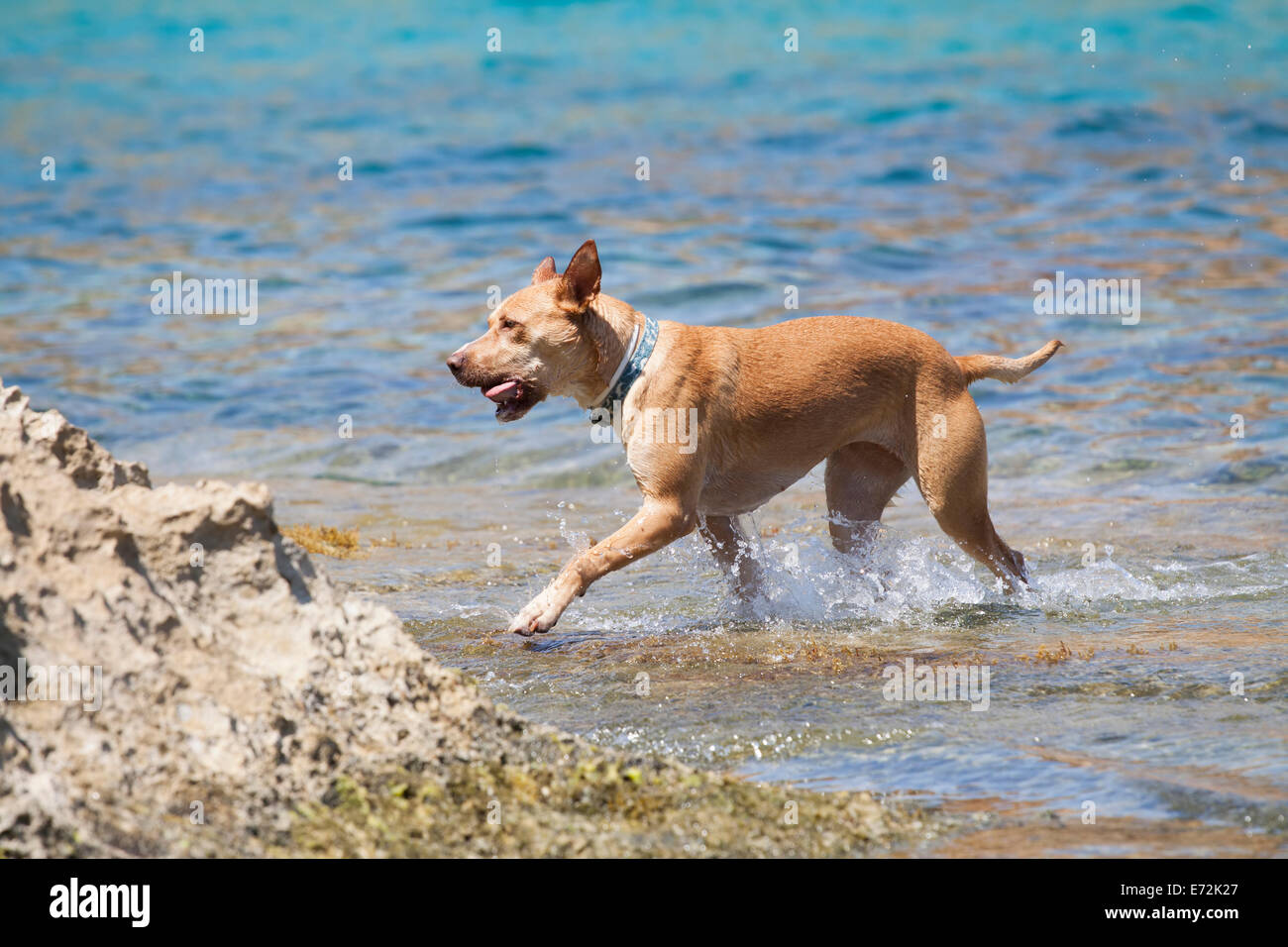 Dog playing in the sea at noon Stock Photo - Alamy