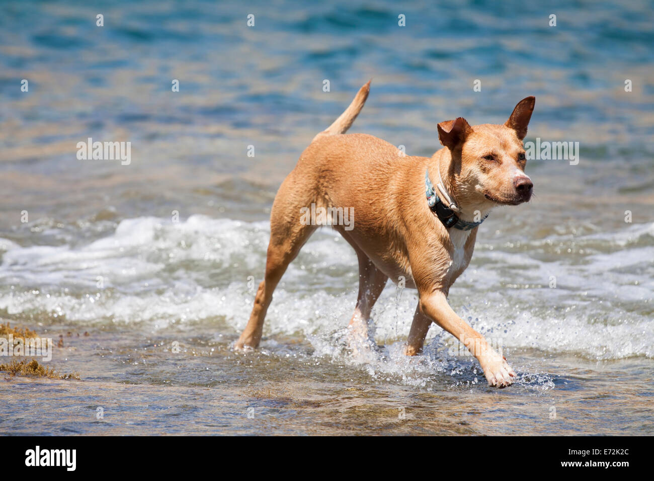 Dog playing in the sea at noon Stock Photo - Alamy